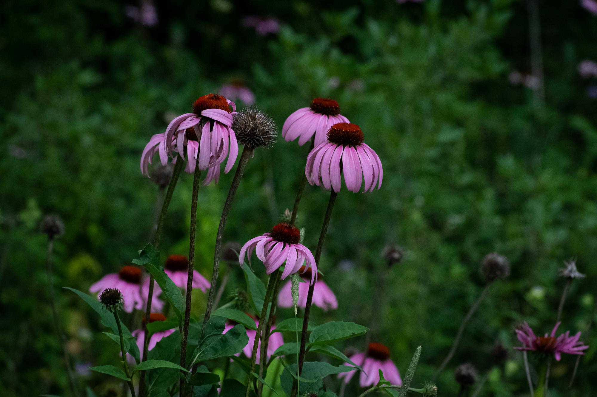 Purple coneflowers | Scrolller