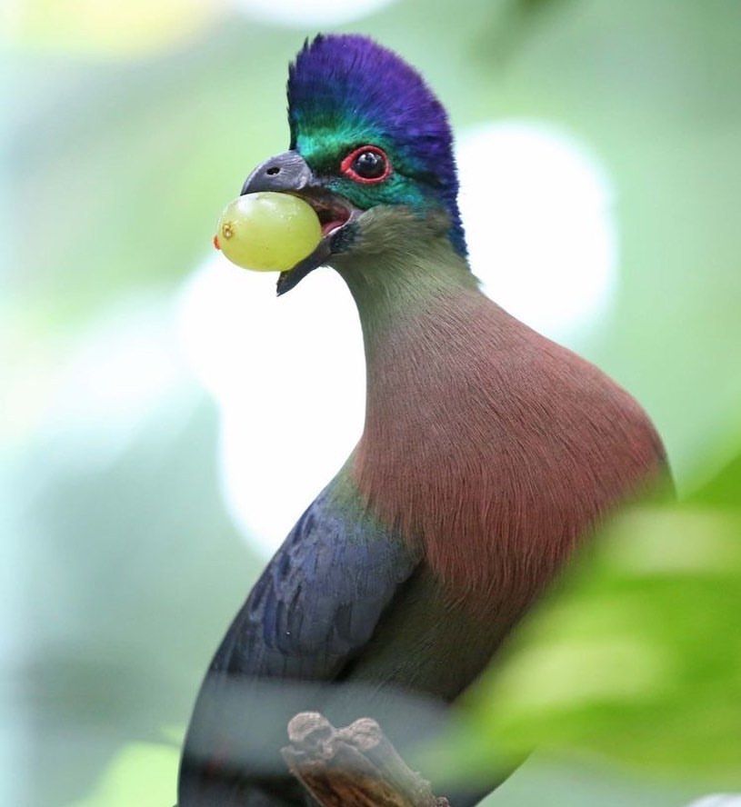 Purple Crested Turaco | Scrolller
