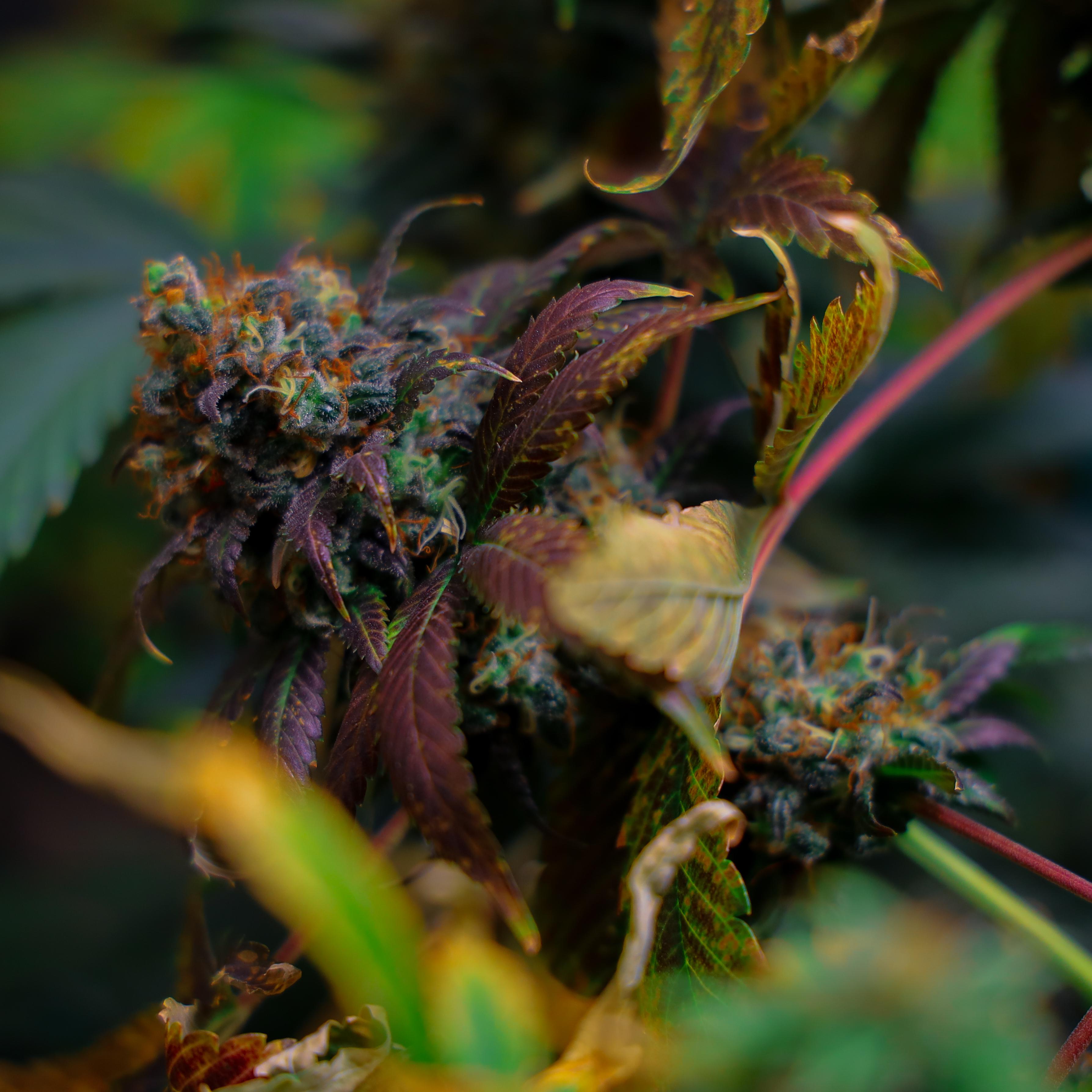 Purple People Eater | Scrolller