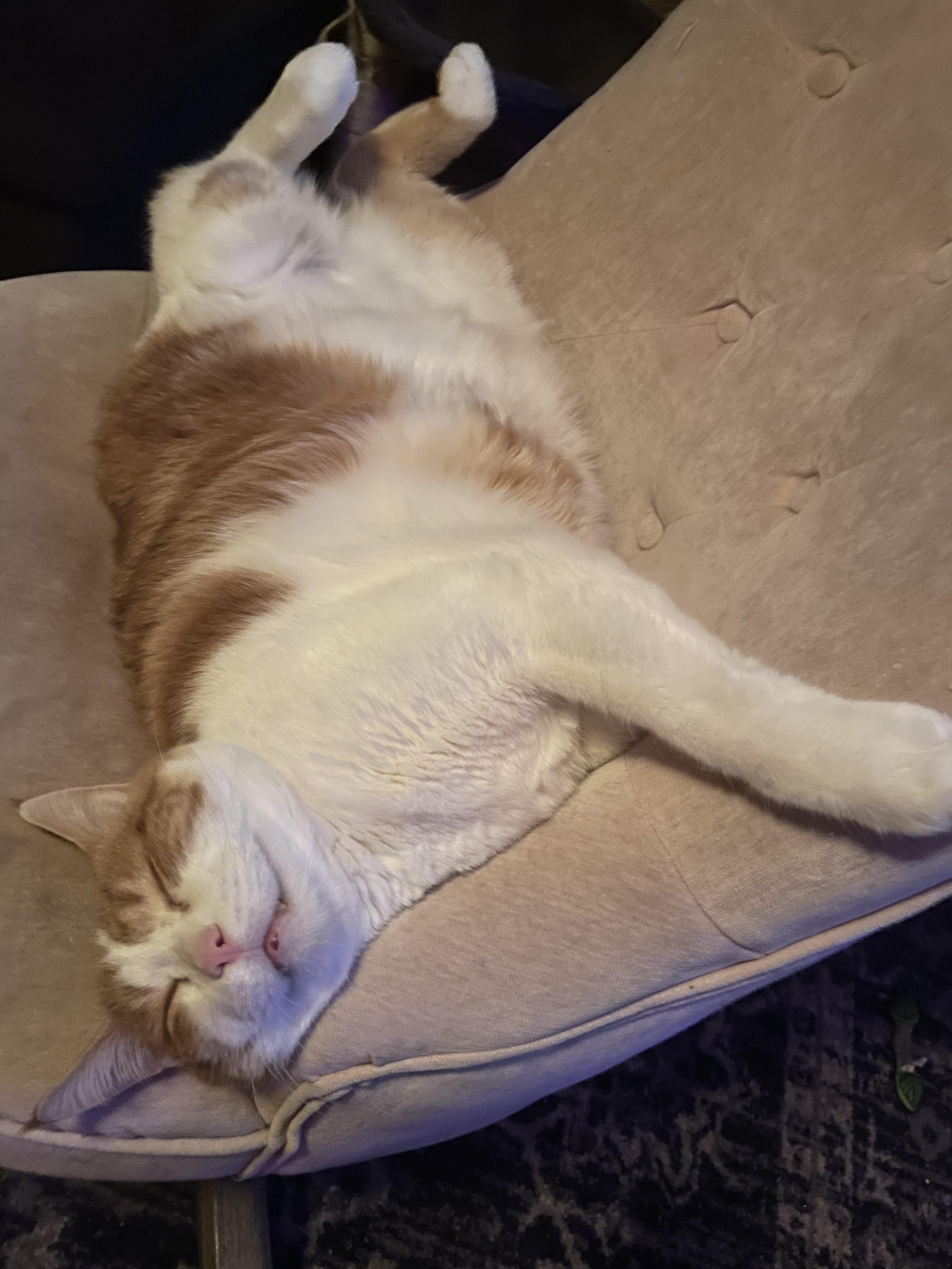 Purrrd continuing to smile adorably 😻🥰 | Scrolller