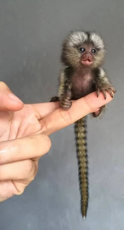 Pygmy Marmoset, the worlds smallest monkey | Scrolller