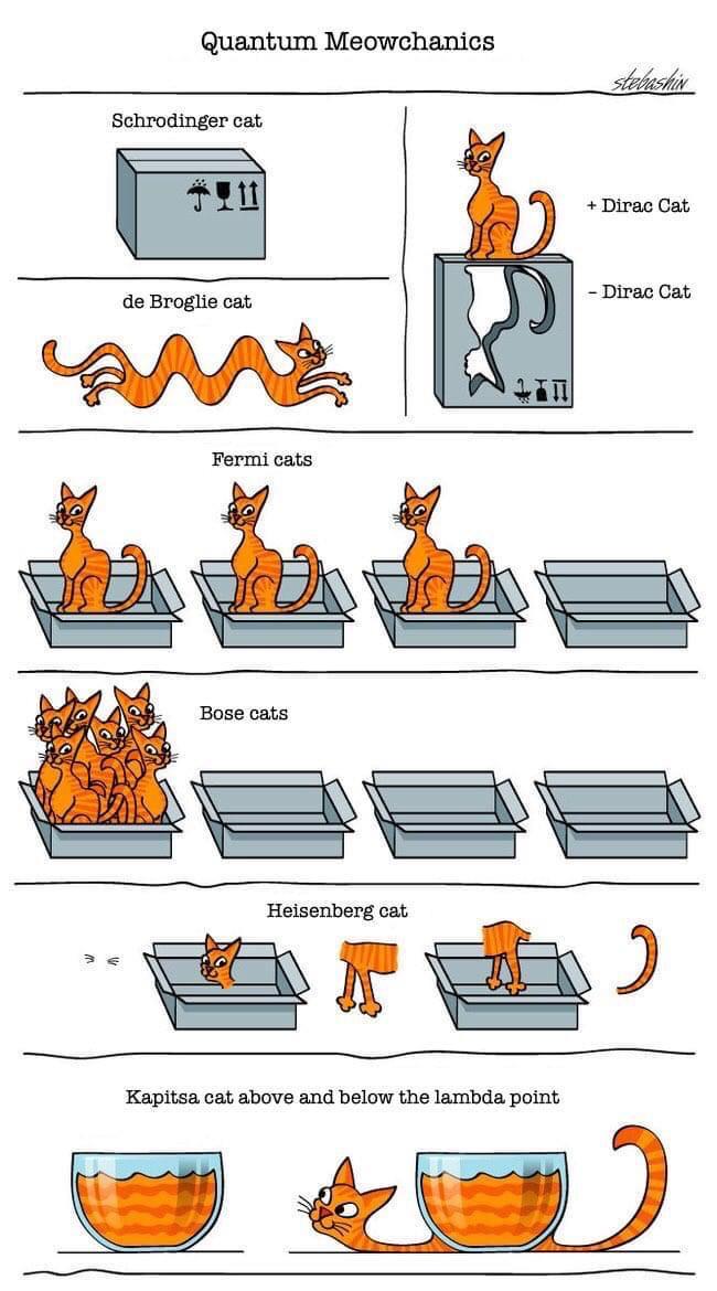 Quantum Meowchanics | Scrolller