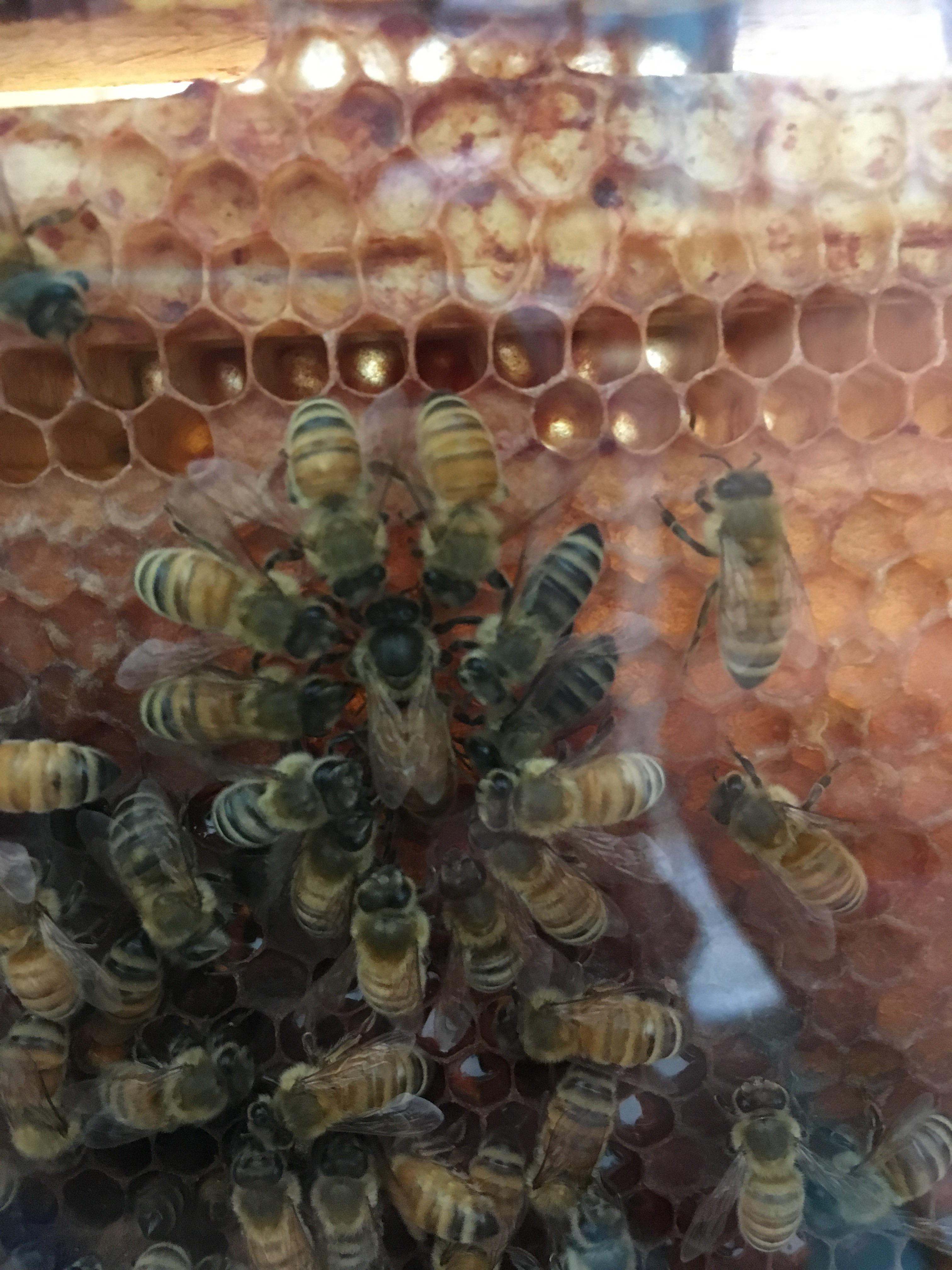 Queen bee | Scrolller