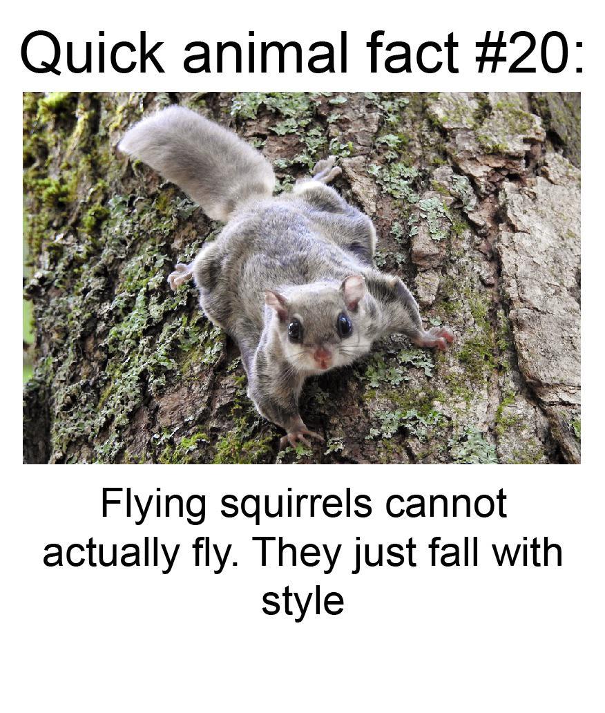 Quick animal fact 20 | Scrolller