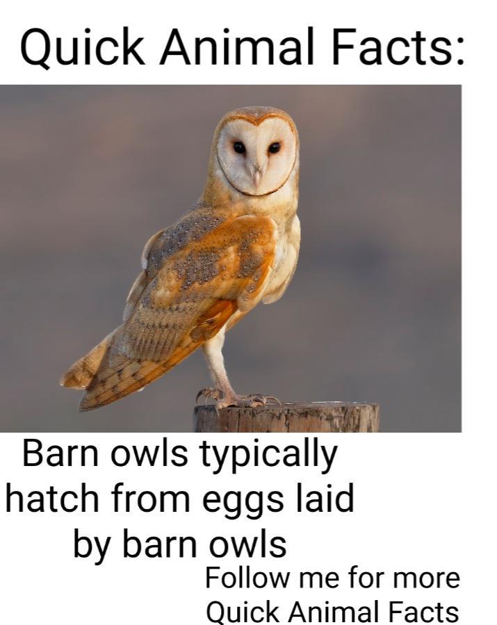 Quick Animal Fact #9 | Scrolller
