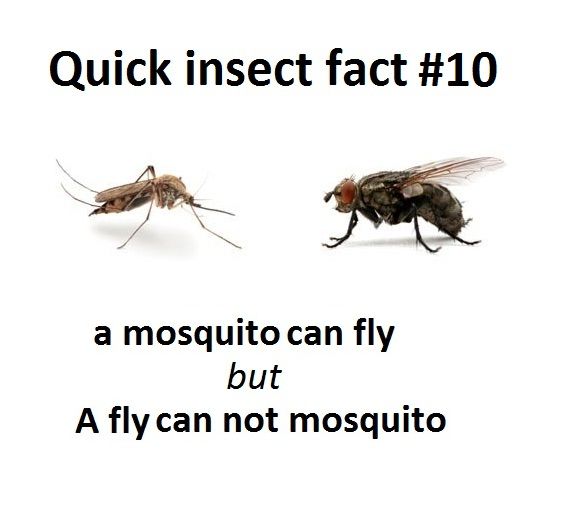 Quick insect fact 10 | Scrolller