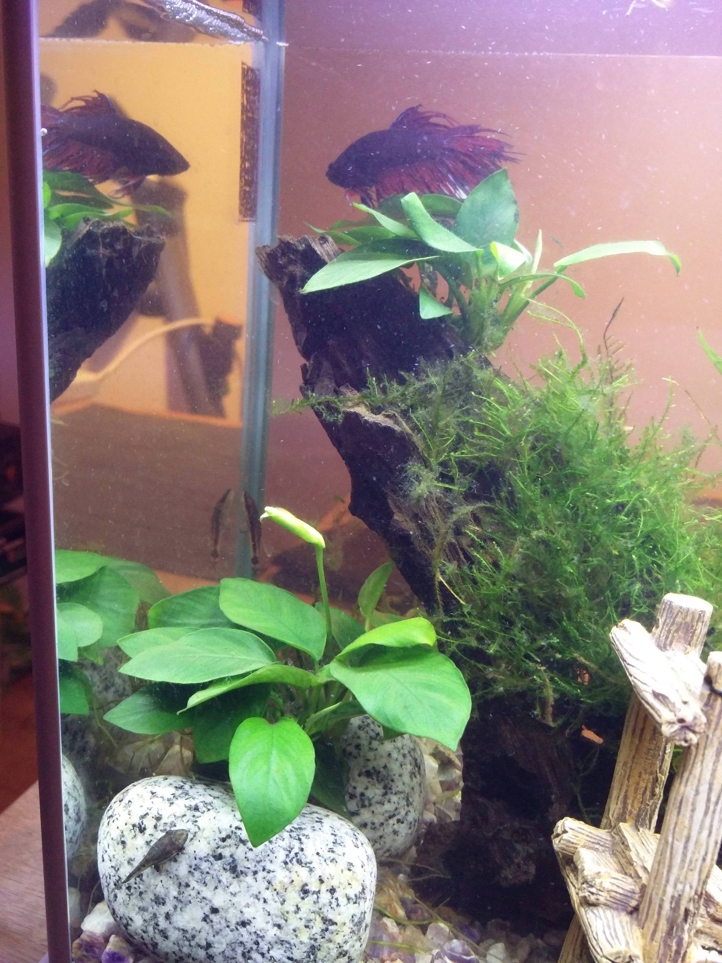 Quick Update Pic Scrolller