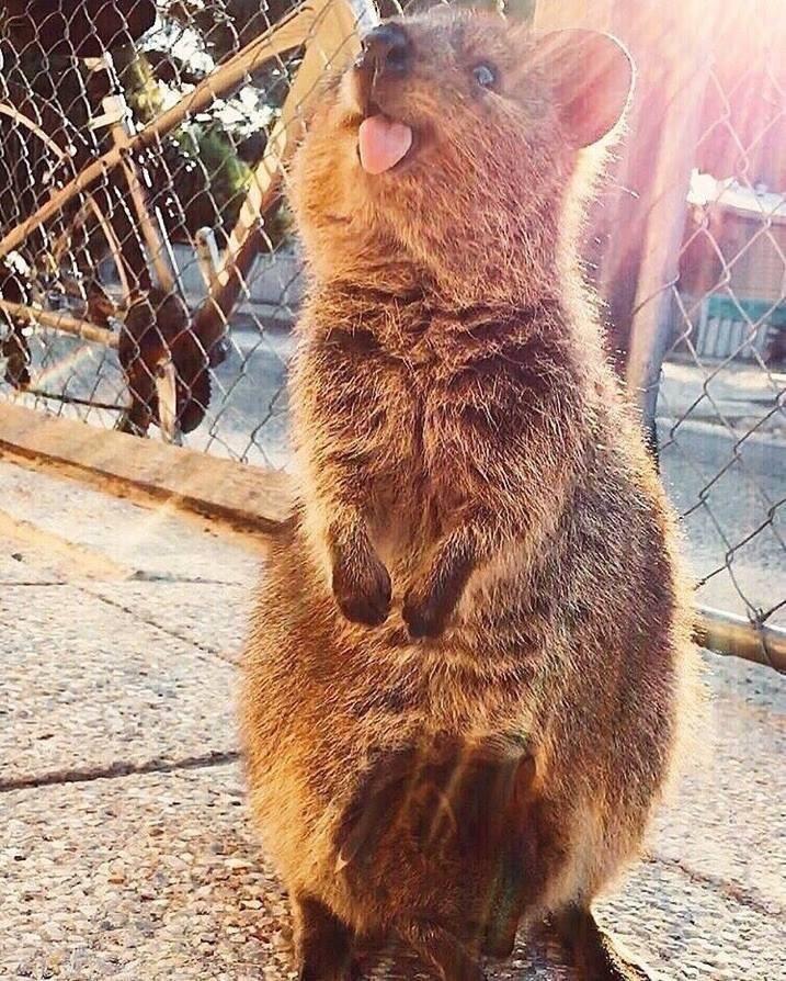 Quokka blup (Originally posted on r/AnimalsBeingDerps) | Scrolller