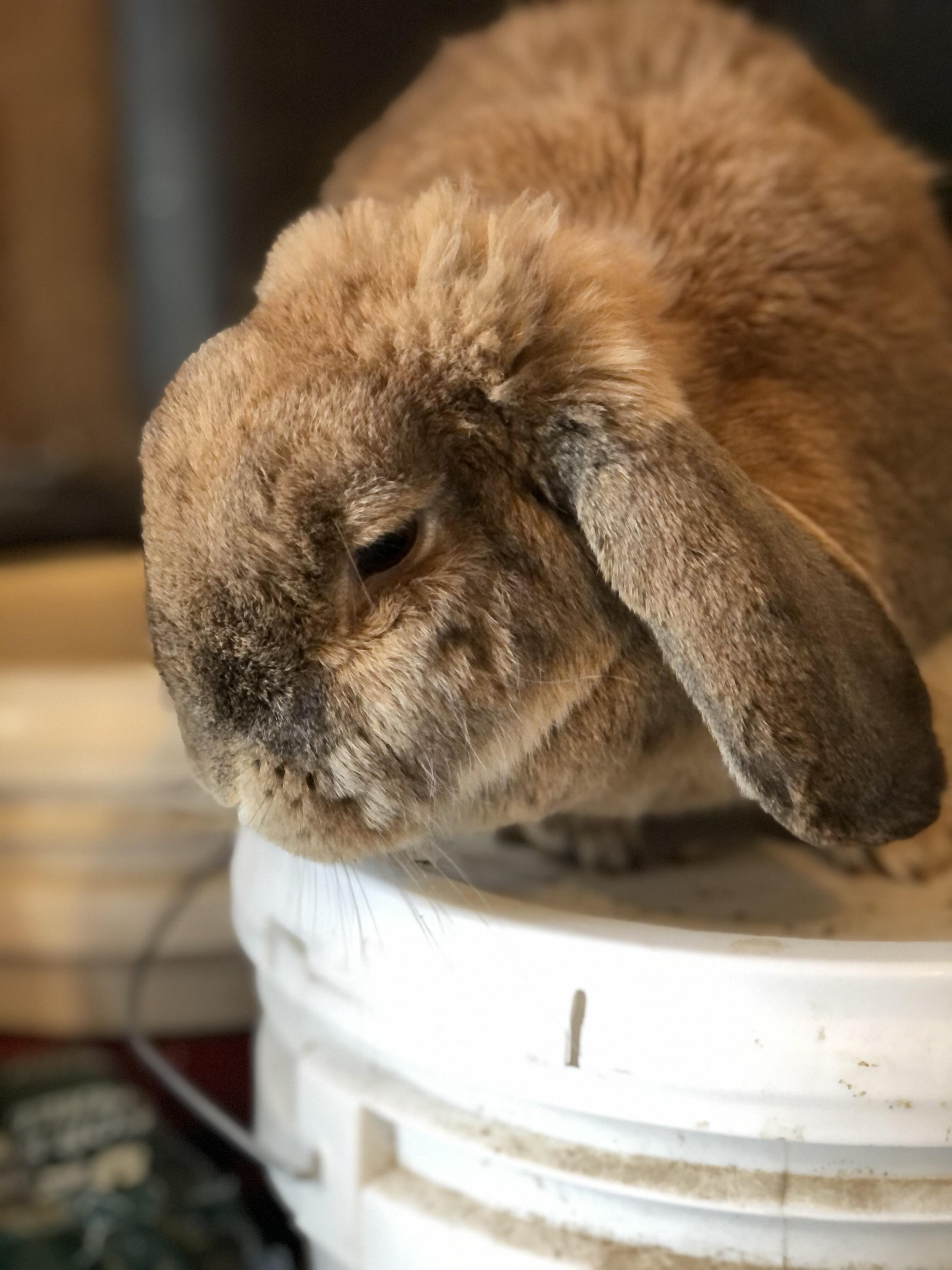 Rabbit :) | Scrolller