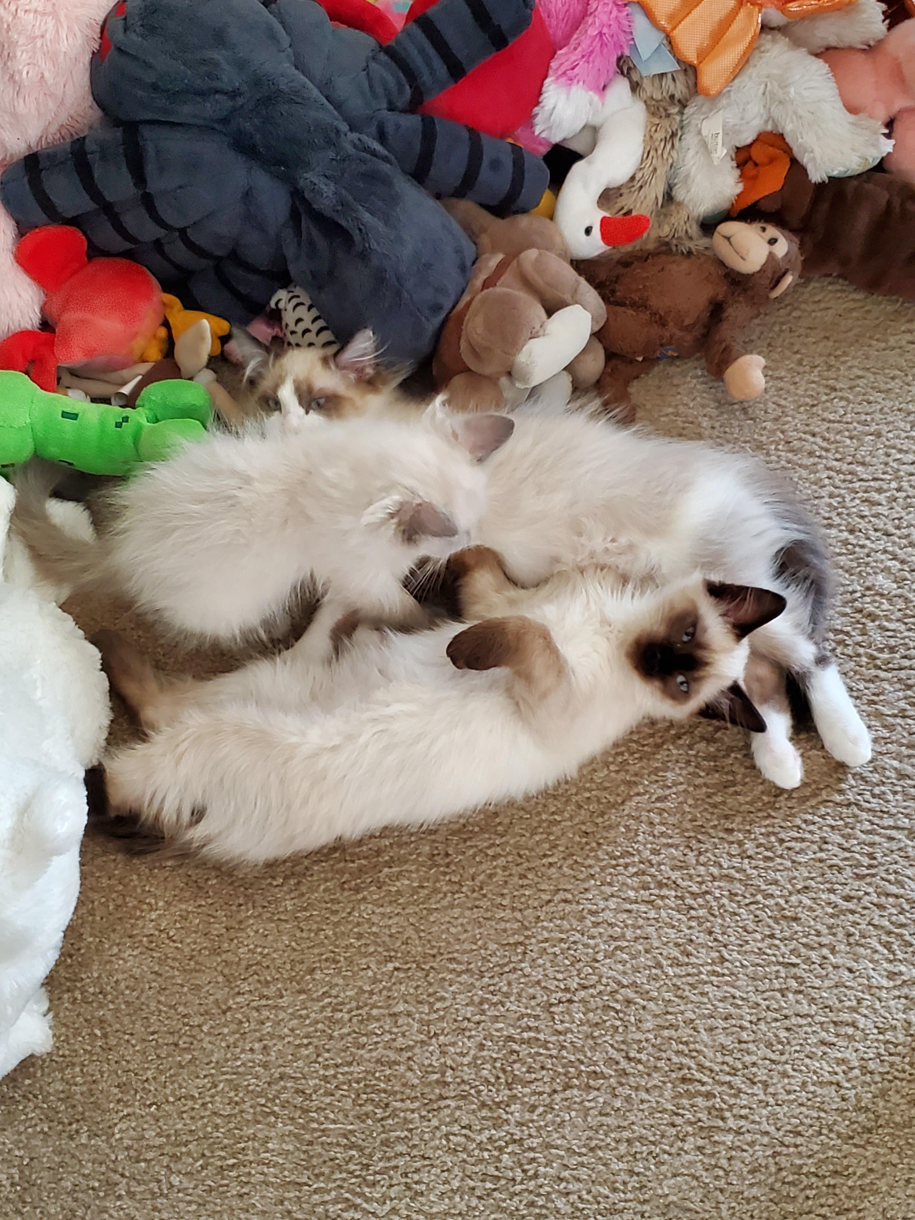 Ragdoll cuddle puddle. | Scrolller