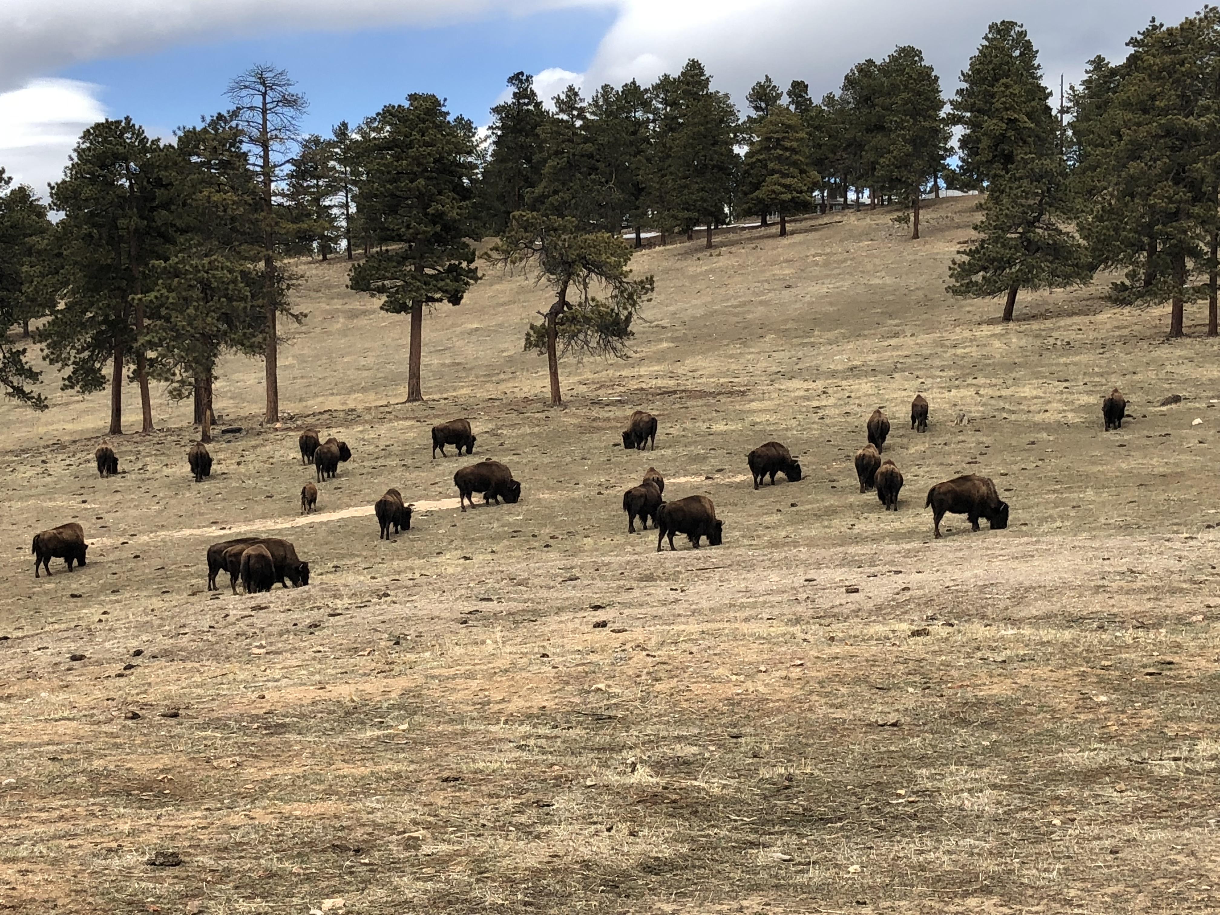 Ralphie's cousins | Scrolller