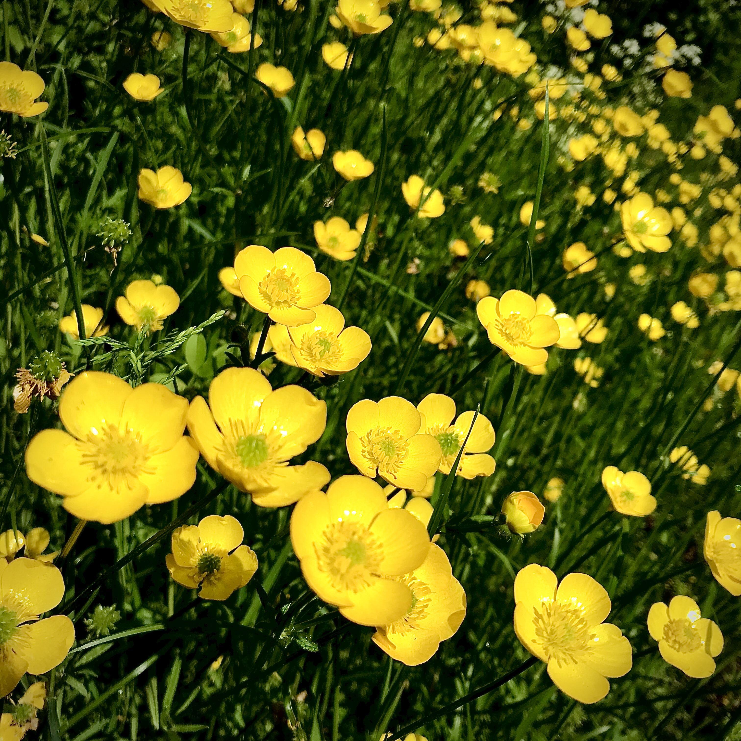 Rambunctious Ranunculus! 😀🌞🌞🌞 | Scrolller