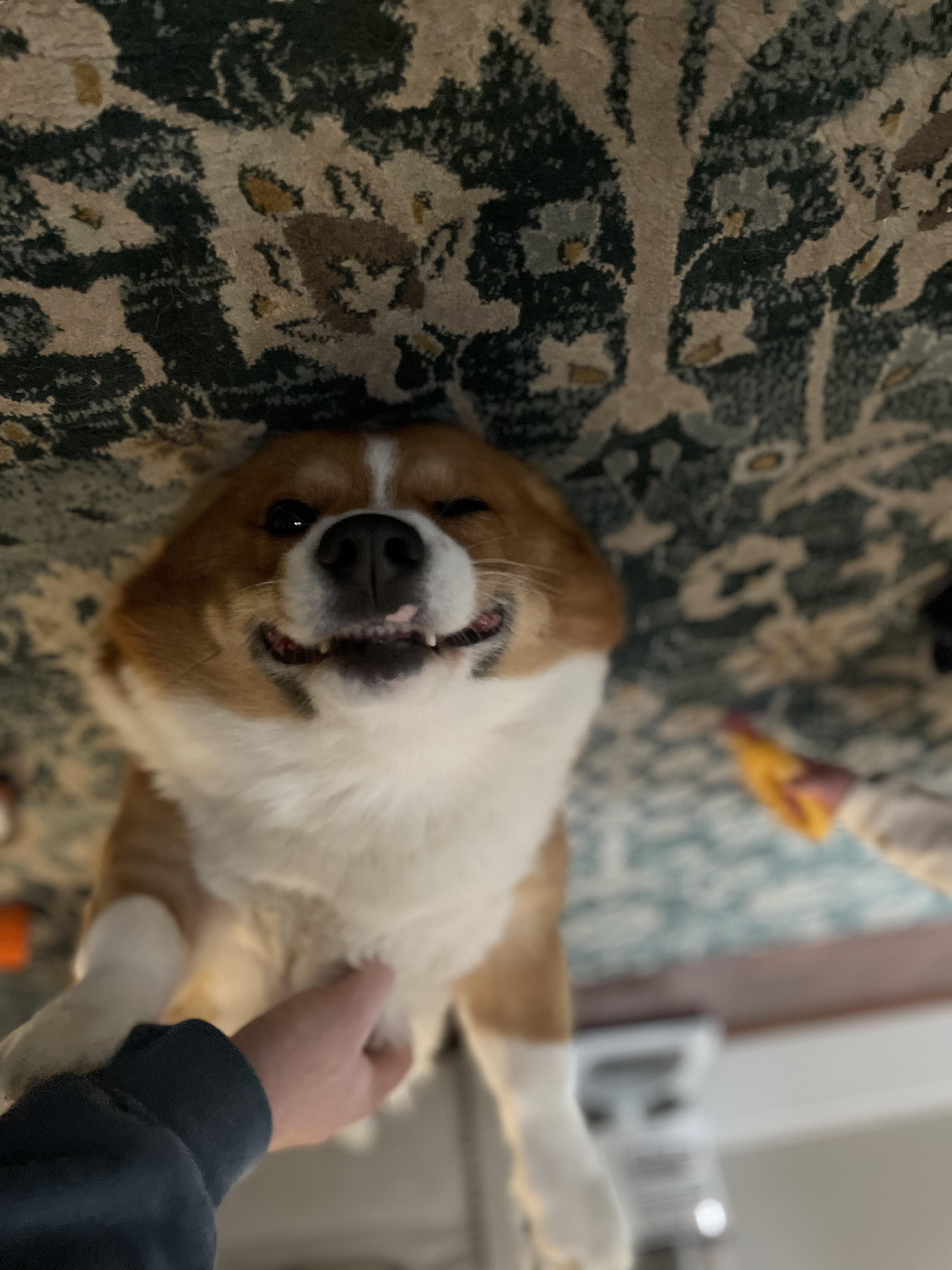 random pic of Dino I took while scritchin his floof | Scrolller