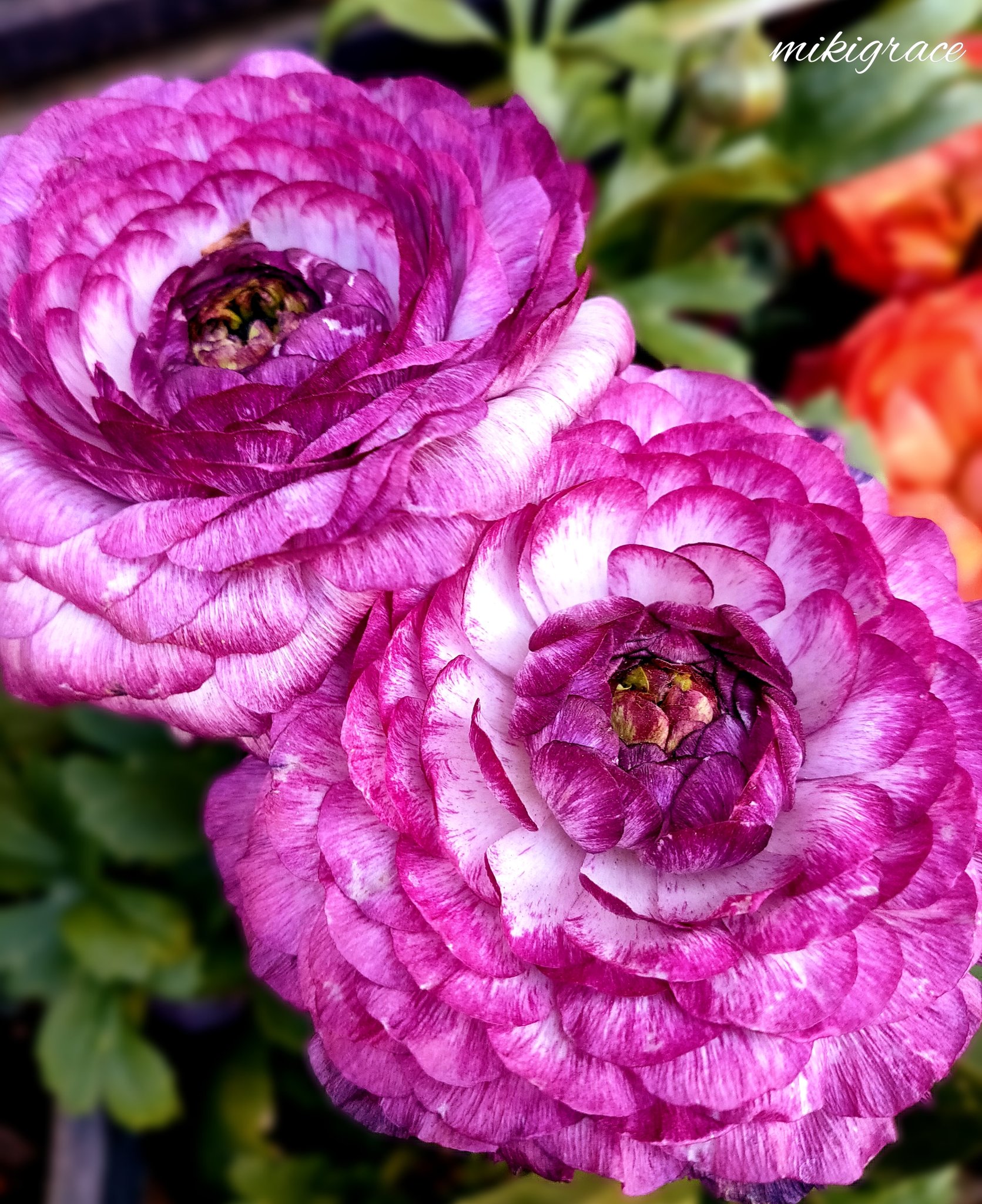 Ranunculus (Photo credit to Miki Grace) | Scrolller