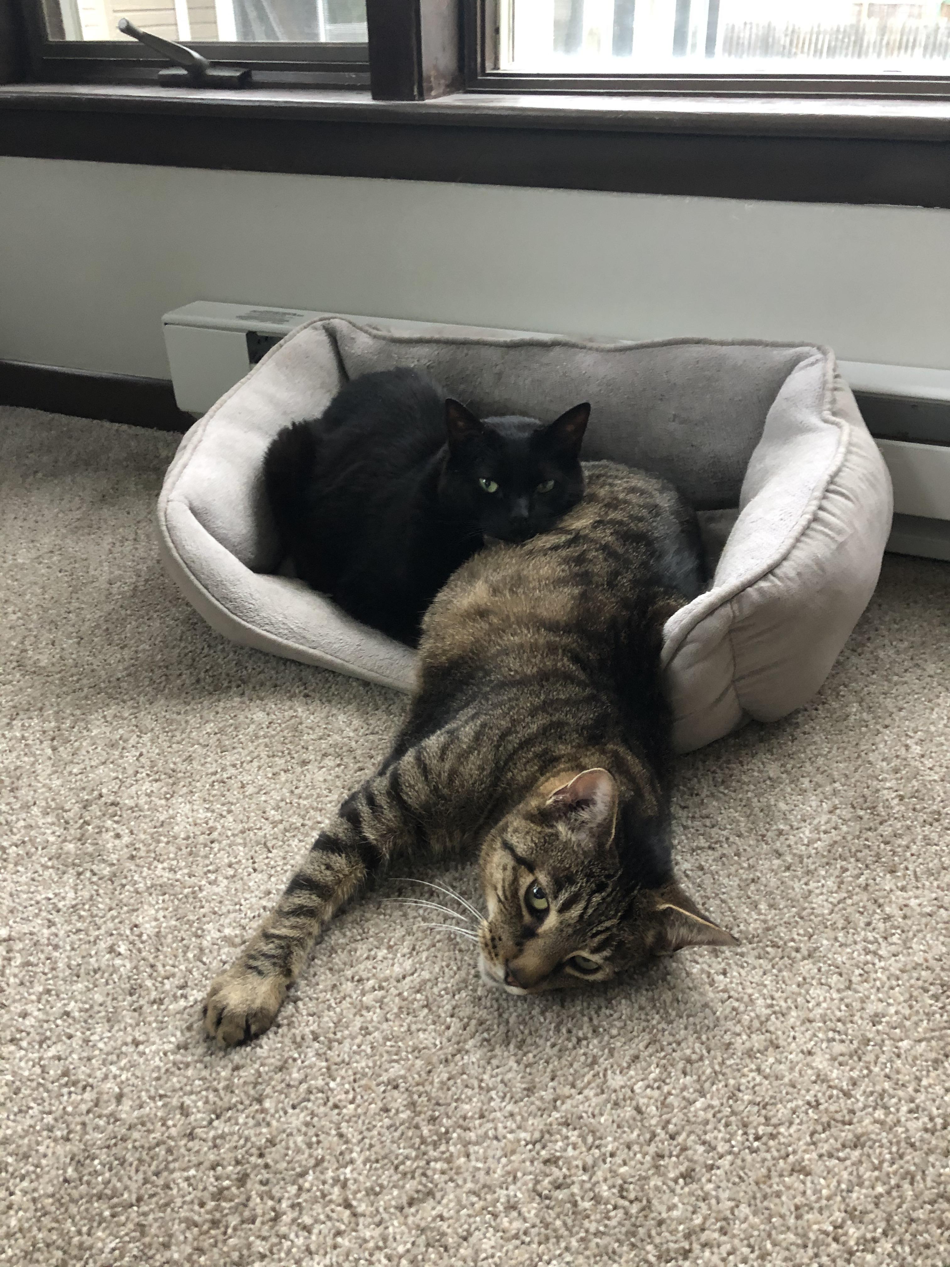 Raphael and Harley Quinn got off to a rocky start but now they’re pretty inseparable. | Scrolller