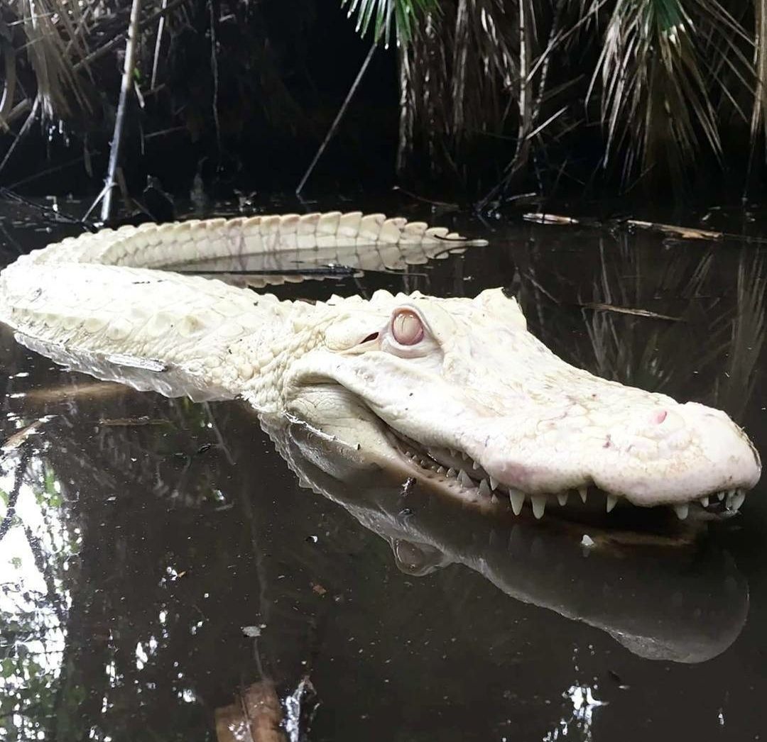 Rare Albino Alligator | Scrolller