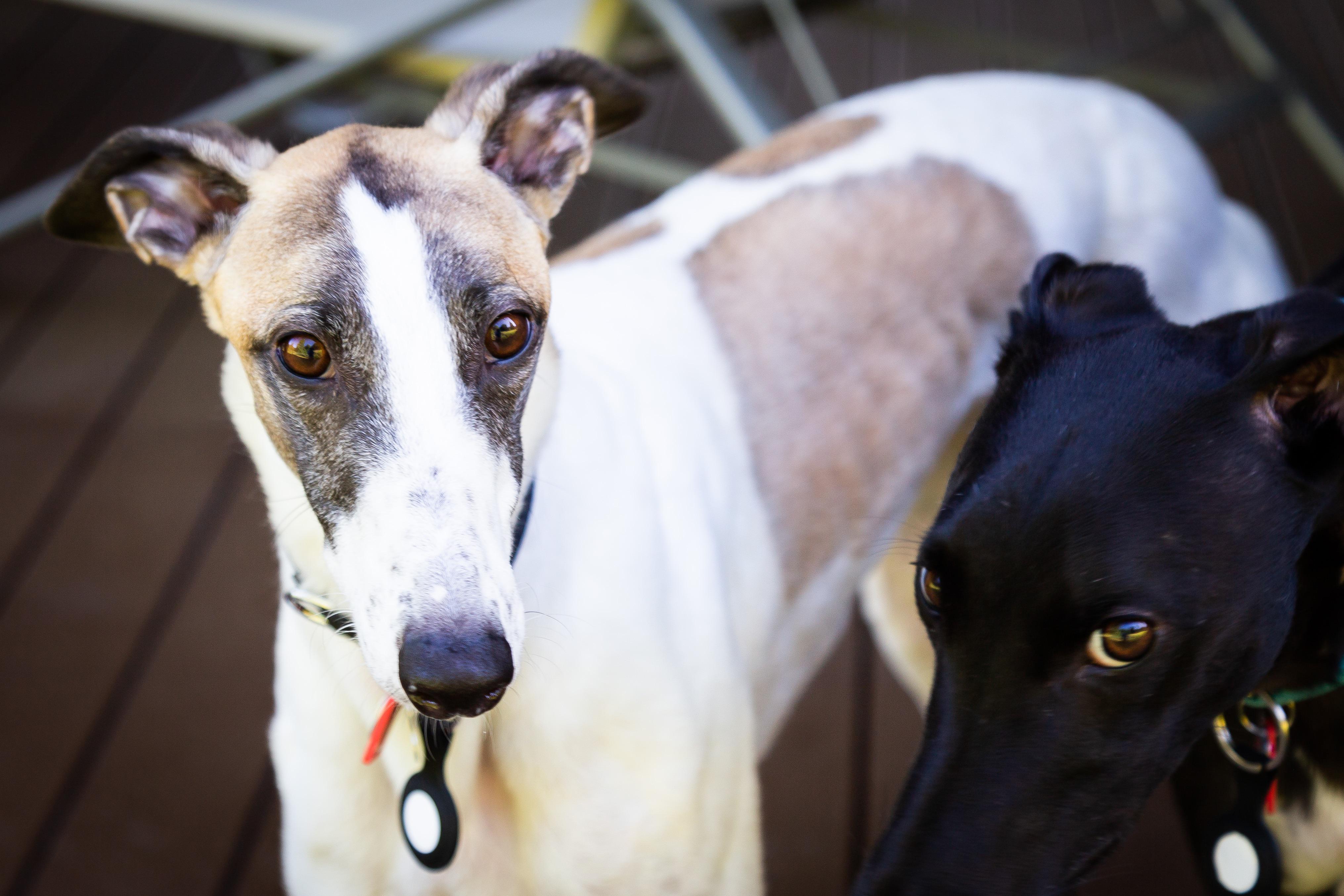 Rare sighting of Sid and Babette together | Scrolller