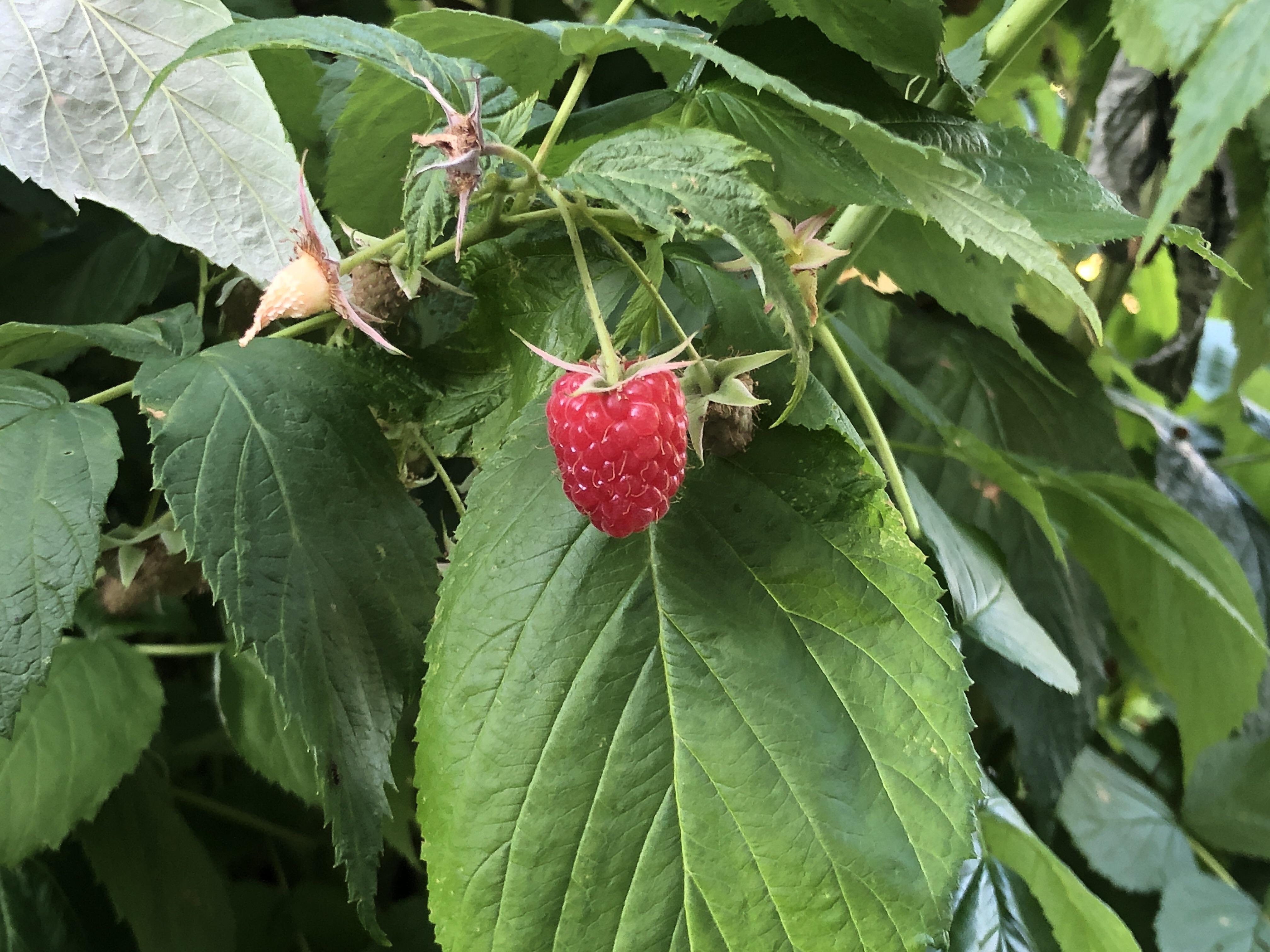 Raspberry Bush | Scrolller