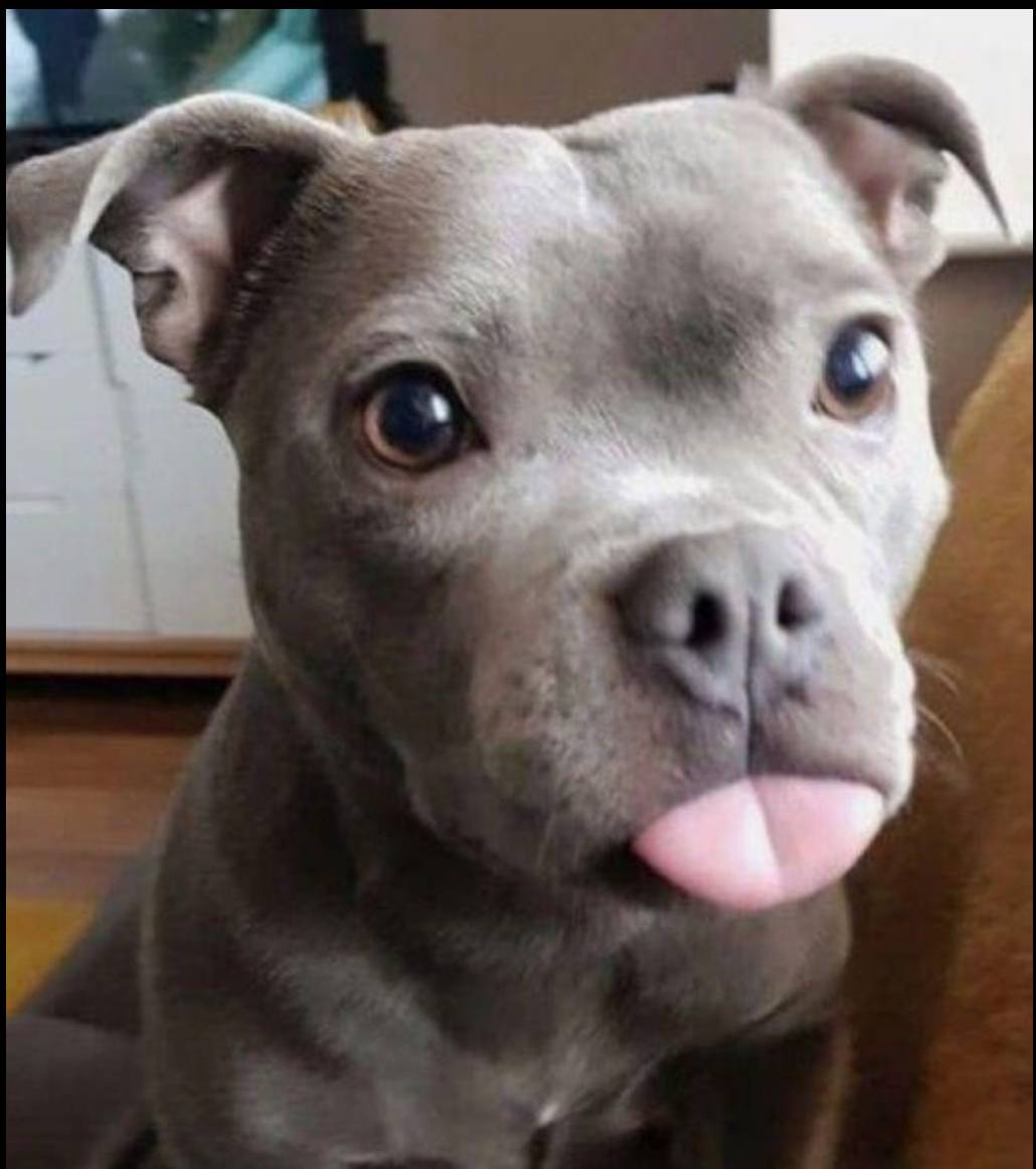 Rate his blep - 1 to 10 | Scrolller
