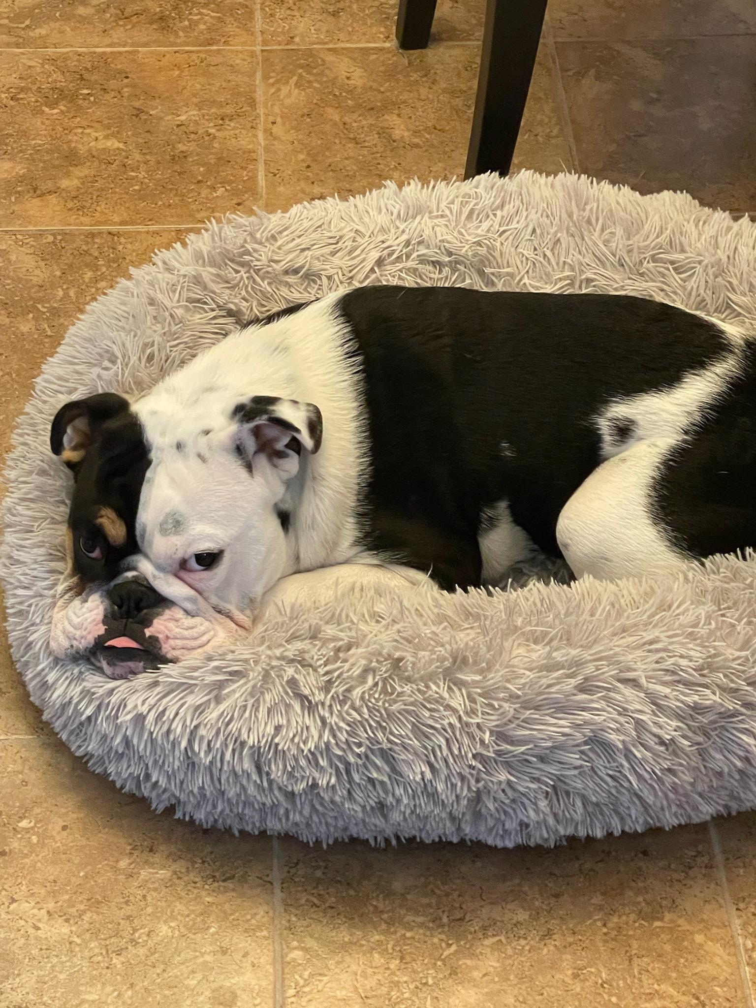 RBF from my puppy Meatball this morning | Scrolller