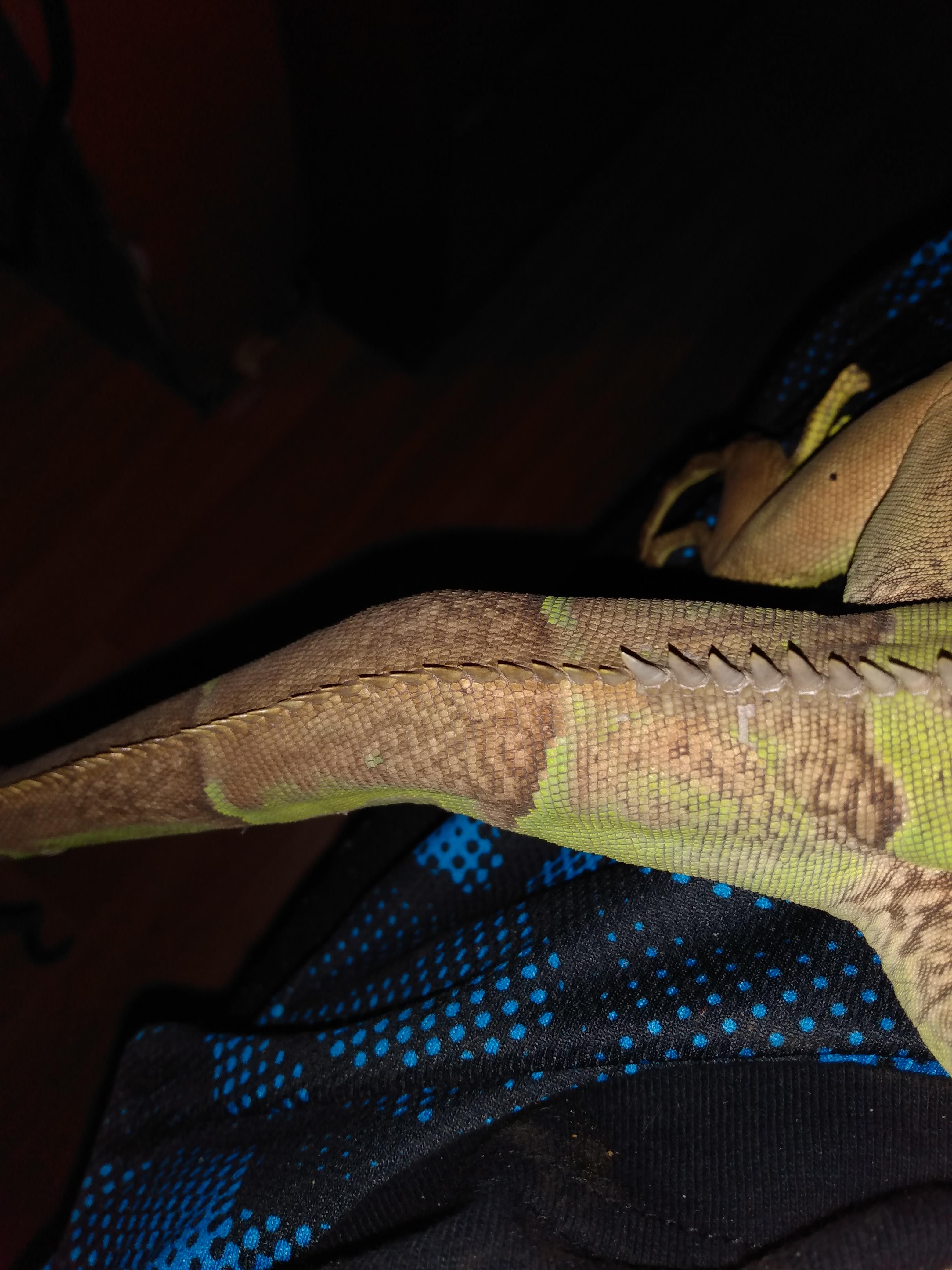 Read my original thing | Scrolller