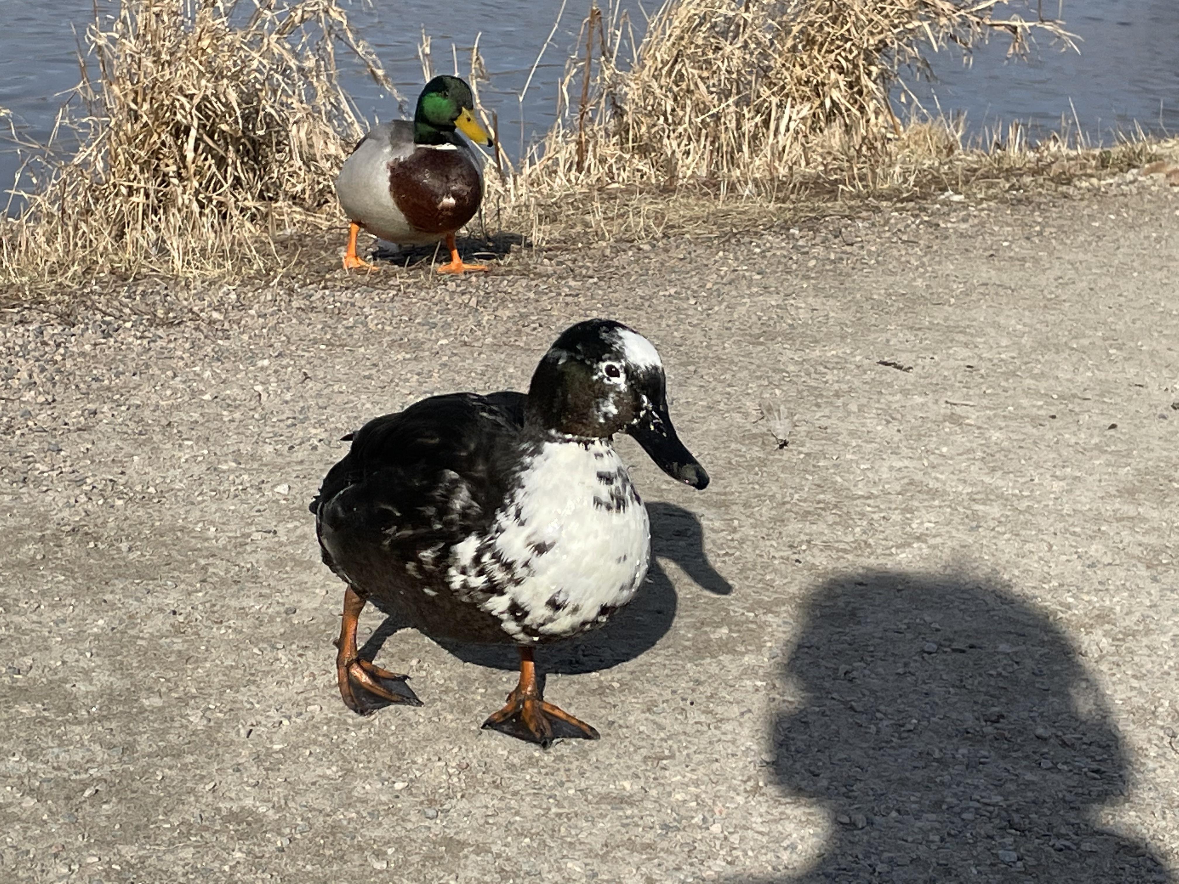 Real life Piebald and Common Mallards | Scrolller