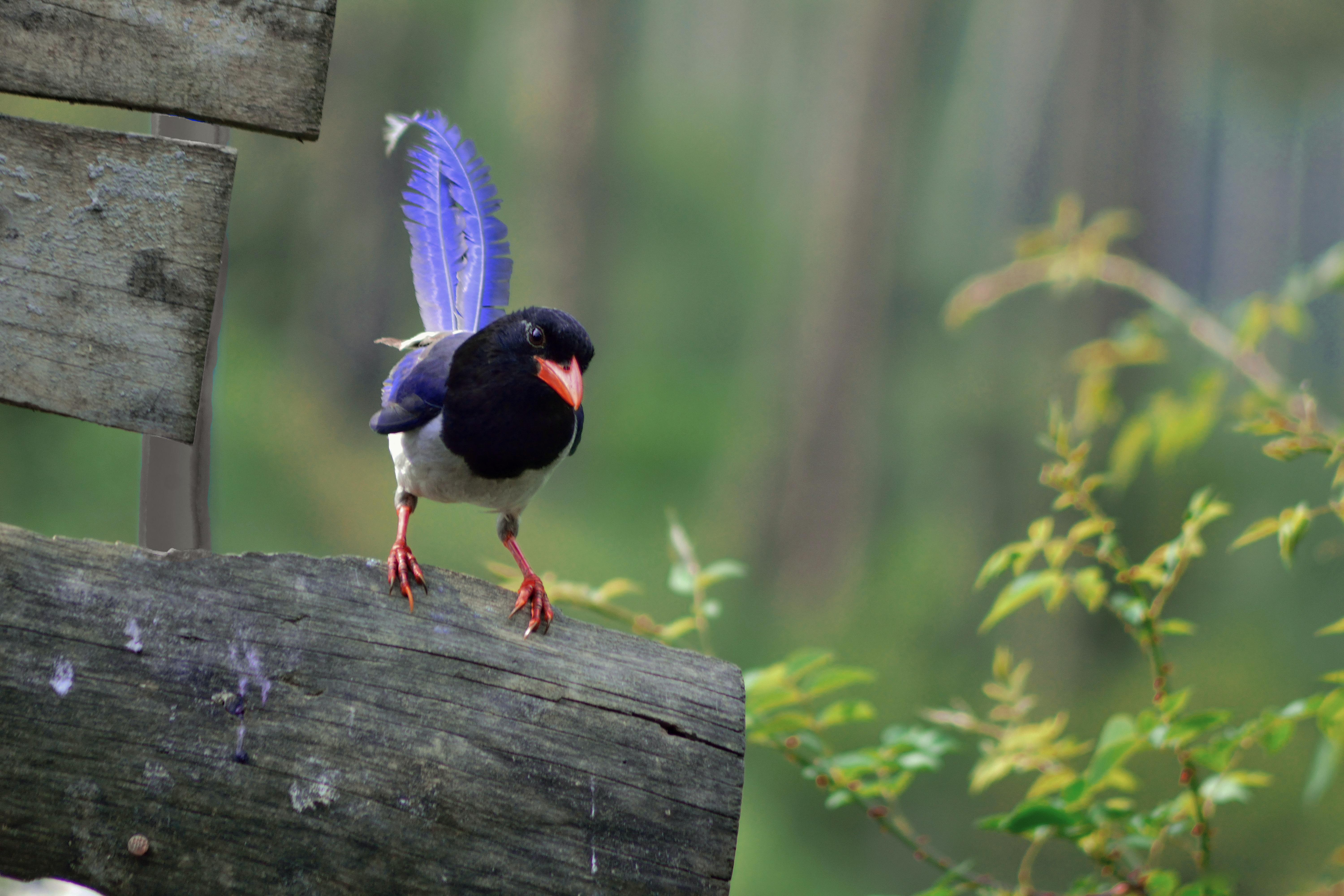 Red-Billed Blue Magpie in Uttarakhand, India. I'm not an expert and this is purely anecdotal but ...