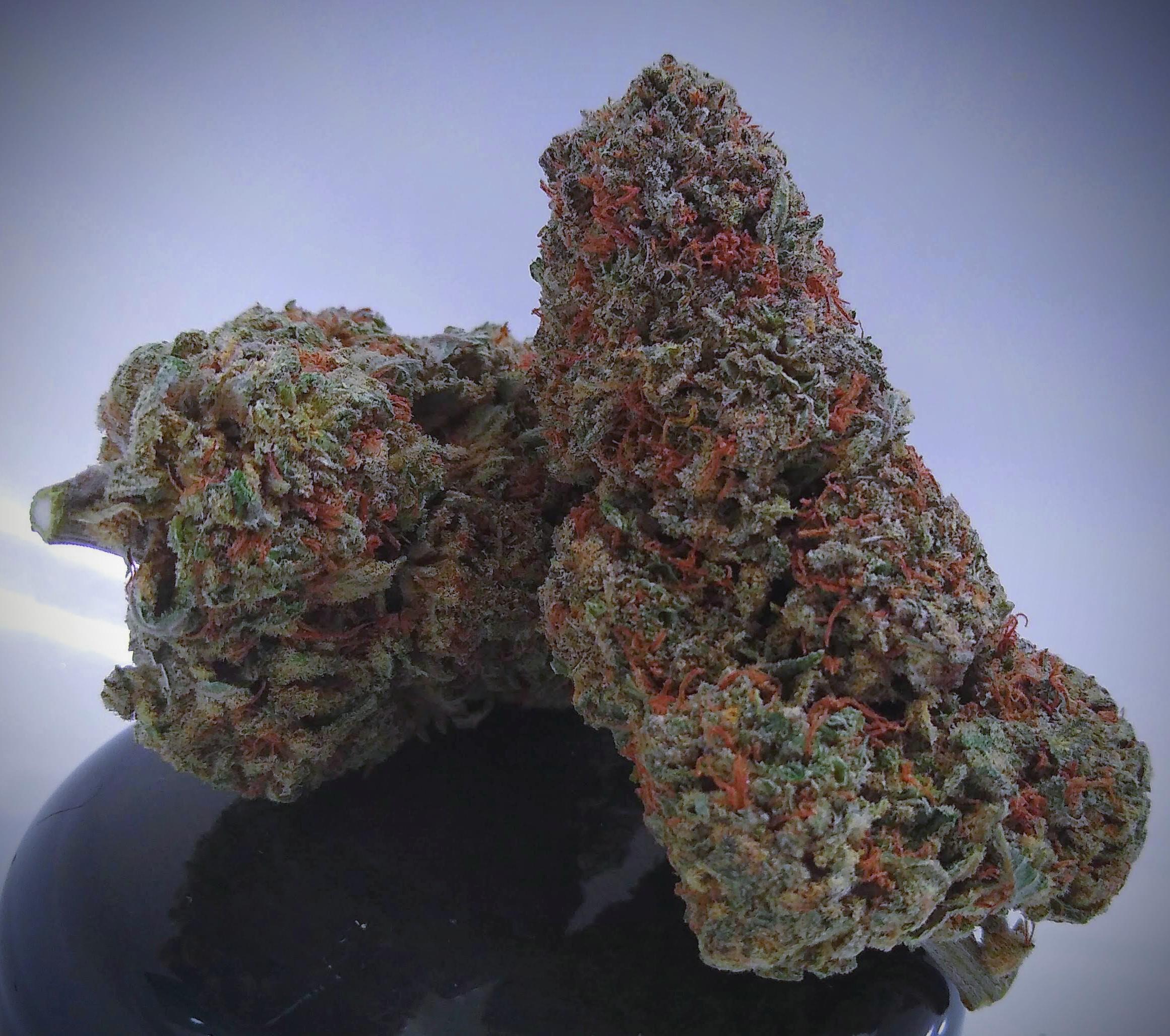 Red Congolese | Scrolller