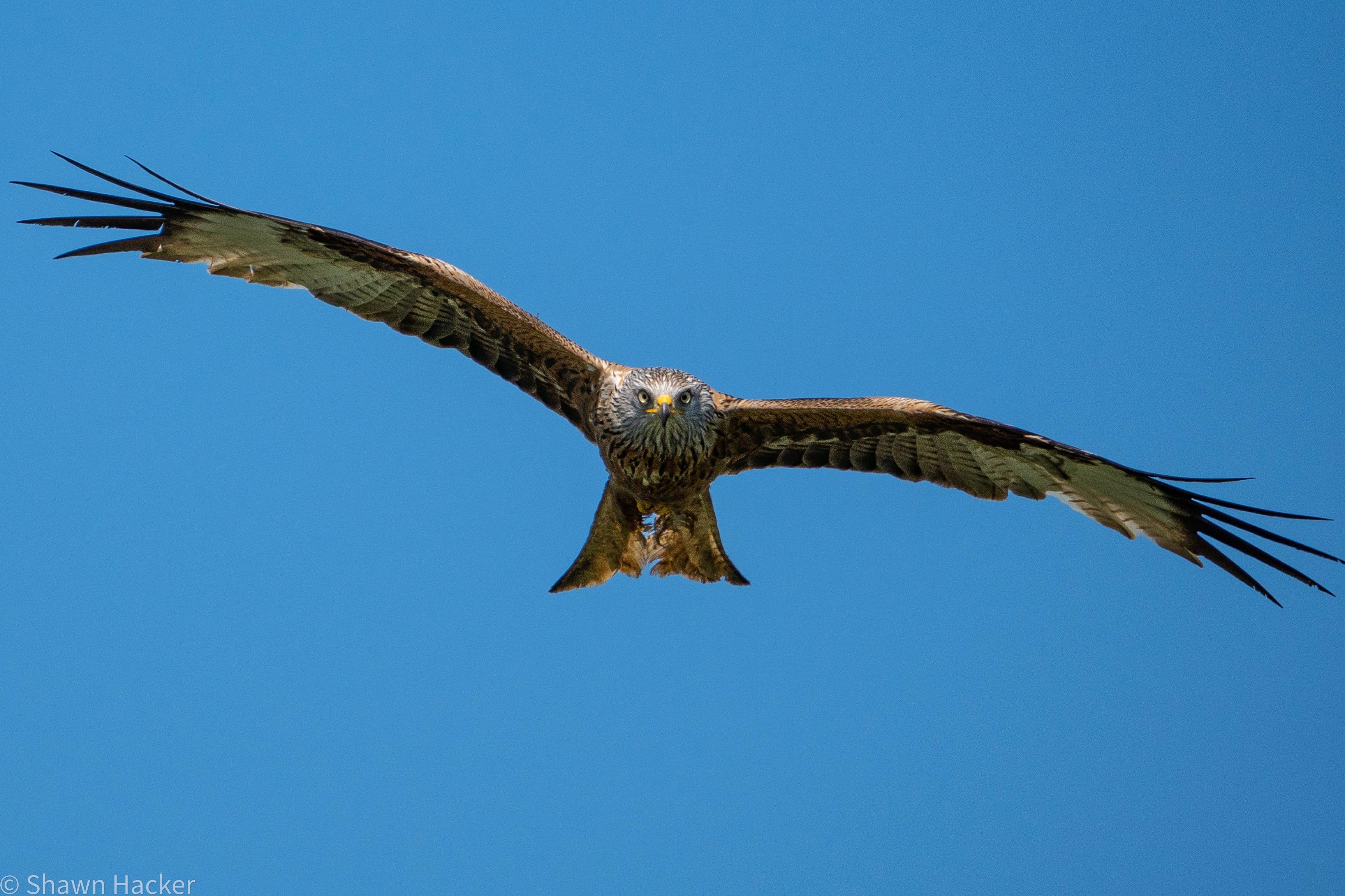 Red Kite locked on target | Scrolller