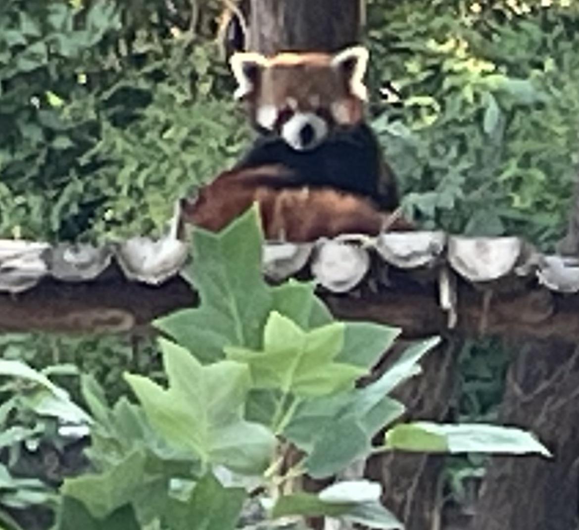 Red Panda | Scrolller