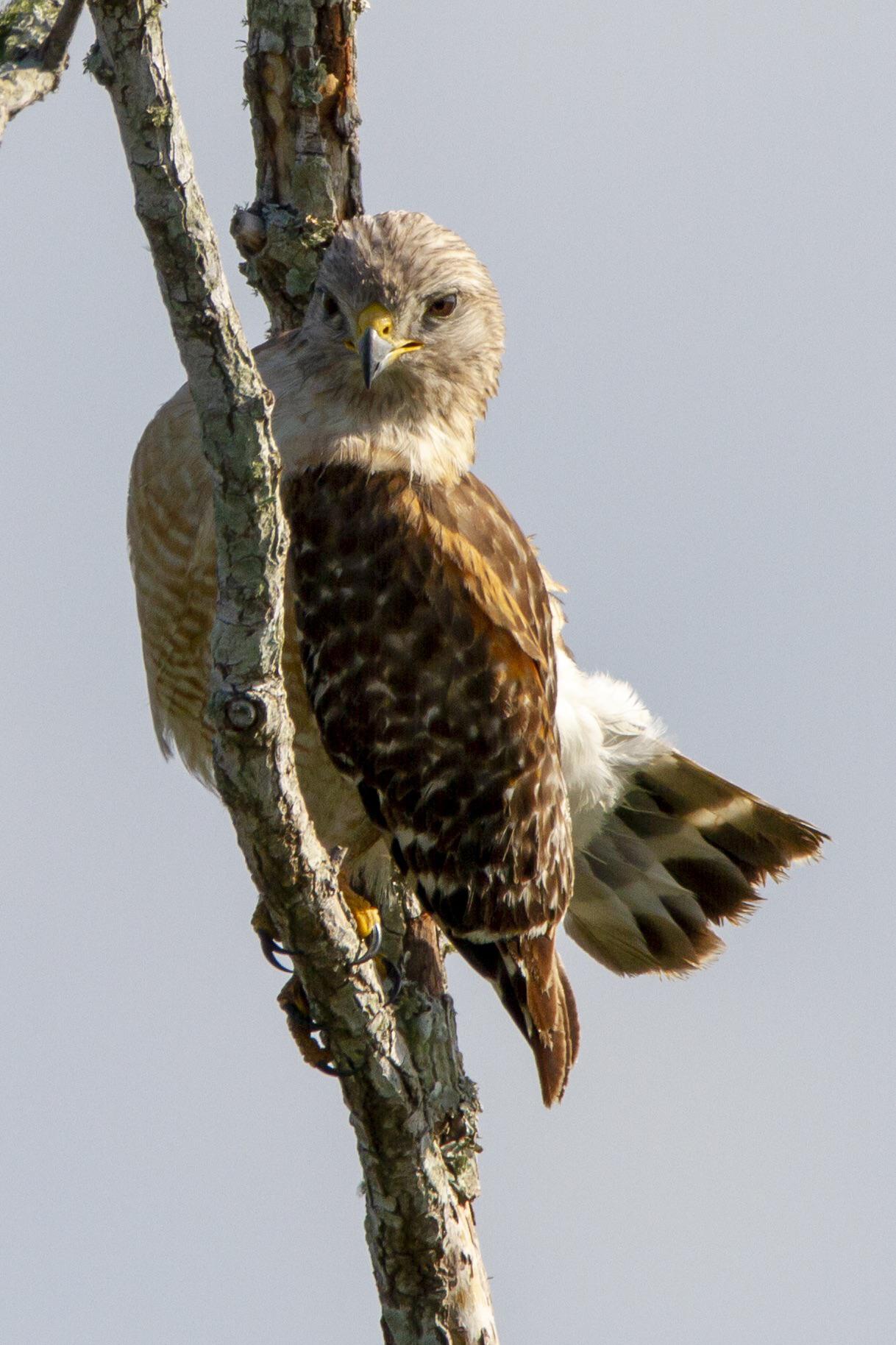 Red shouldered hawk. Palm beach county | Scrolller