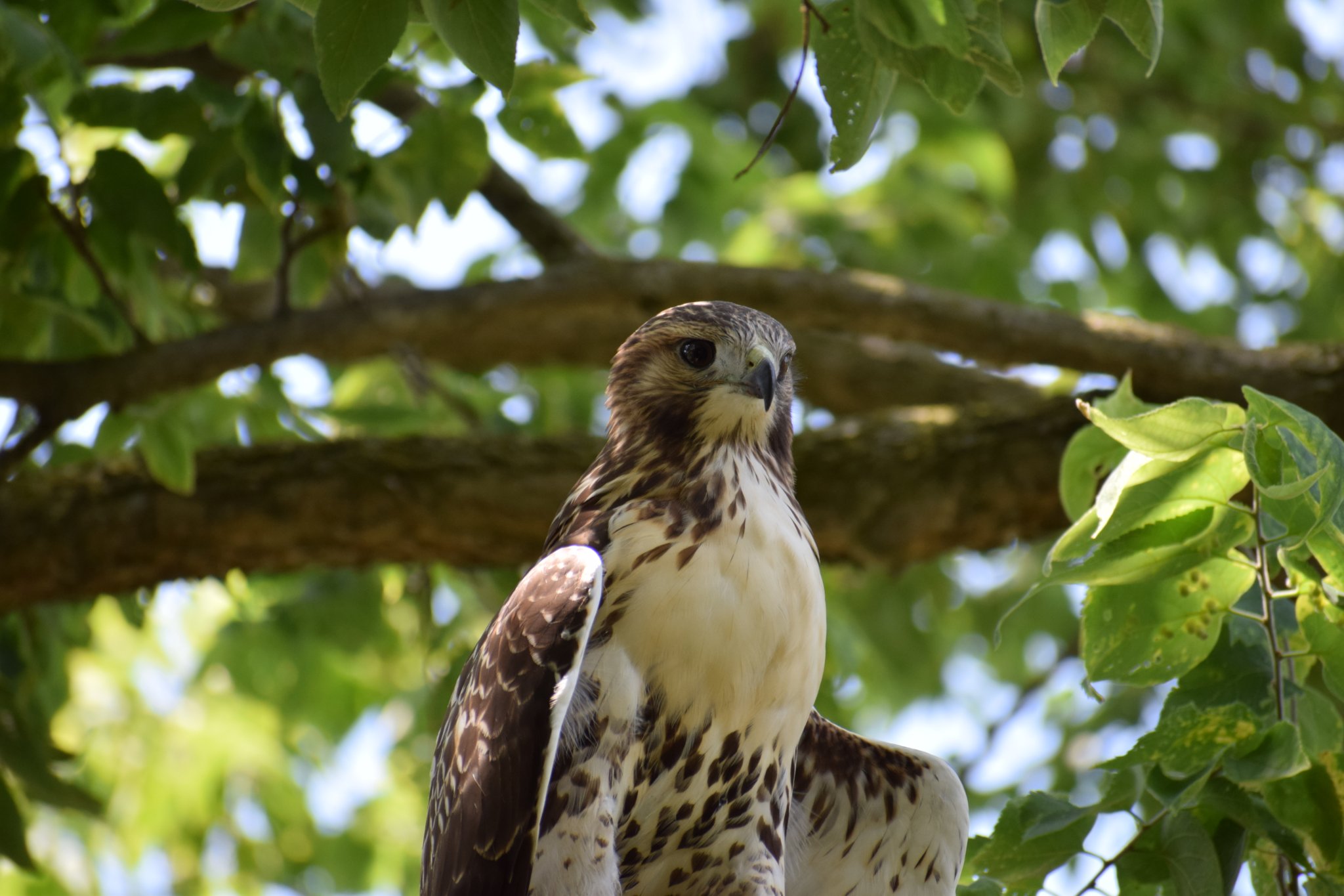 Red-tailed hawk at a local park | Scrolller