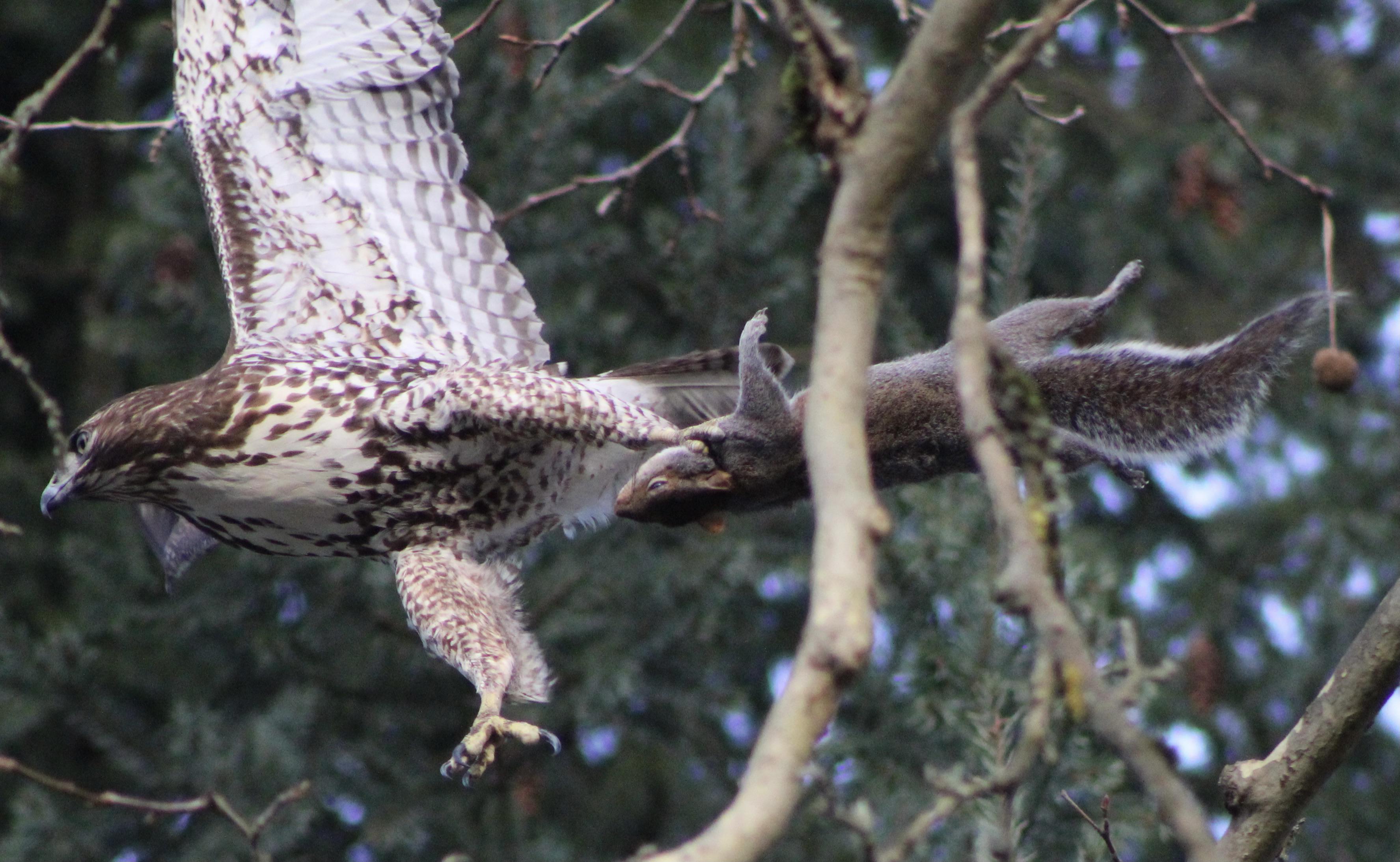 Red-tailed hawk snagging a squirrel on my college campus | Scrolller
