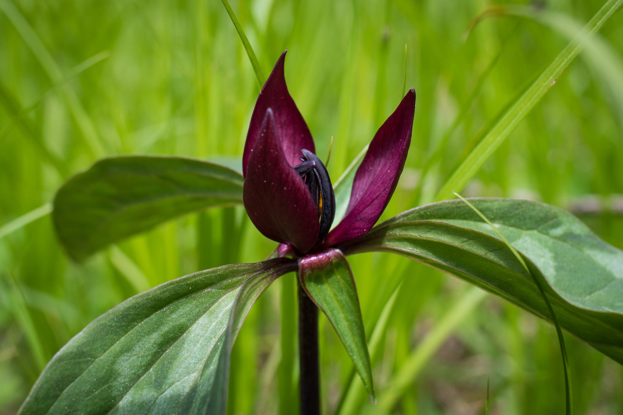 Red trillium [OC] | Scrolller