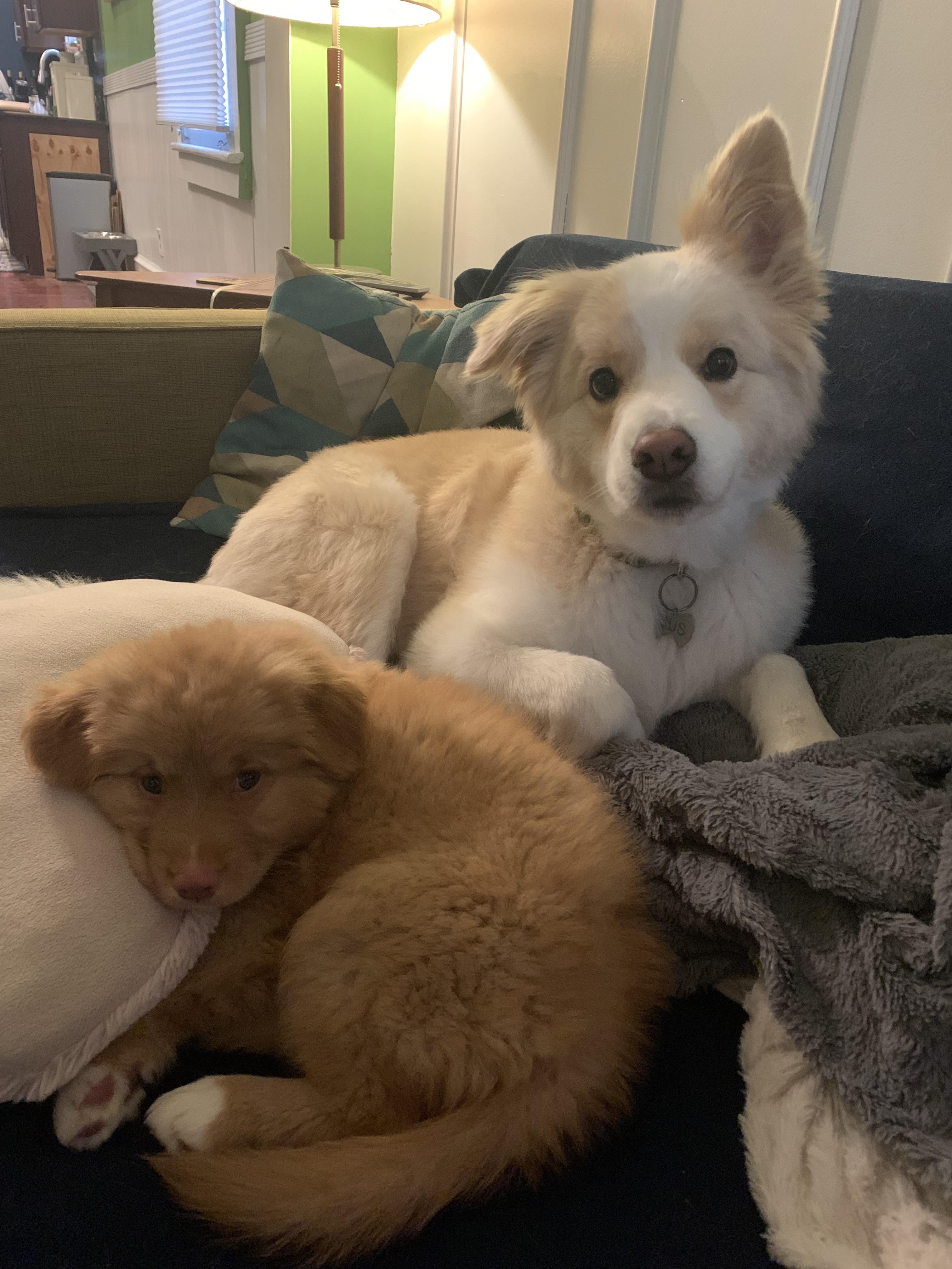 Reddit, meet Gus and his baby sister Rue | Scrolller
