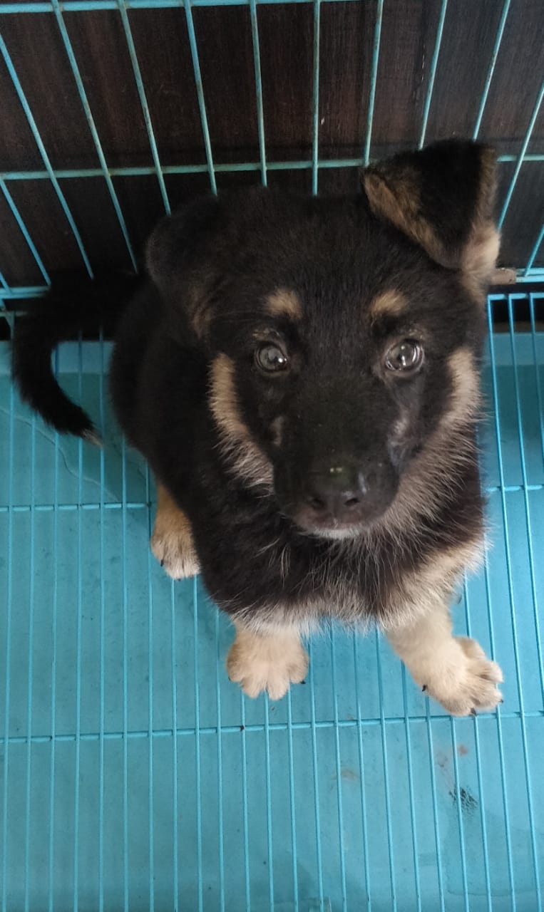 reddit meet my new dog! | Scrolller