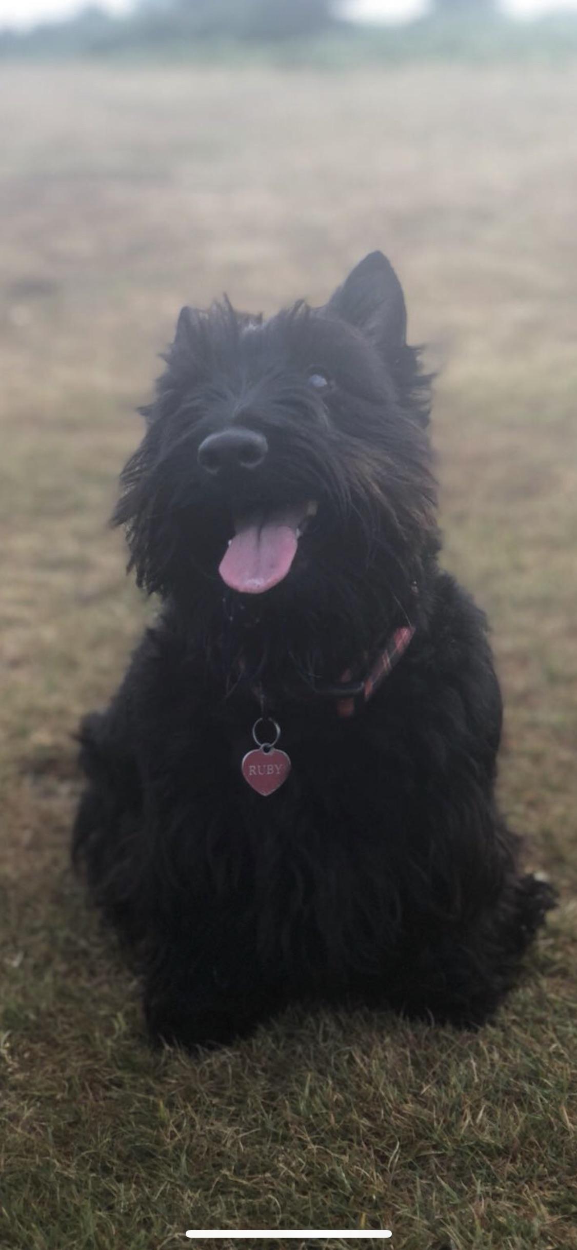 Reddit, meet Ruby! Looking happy on a moorland walk. | Scrolller