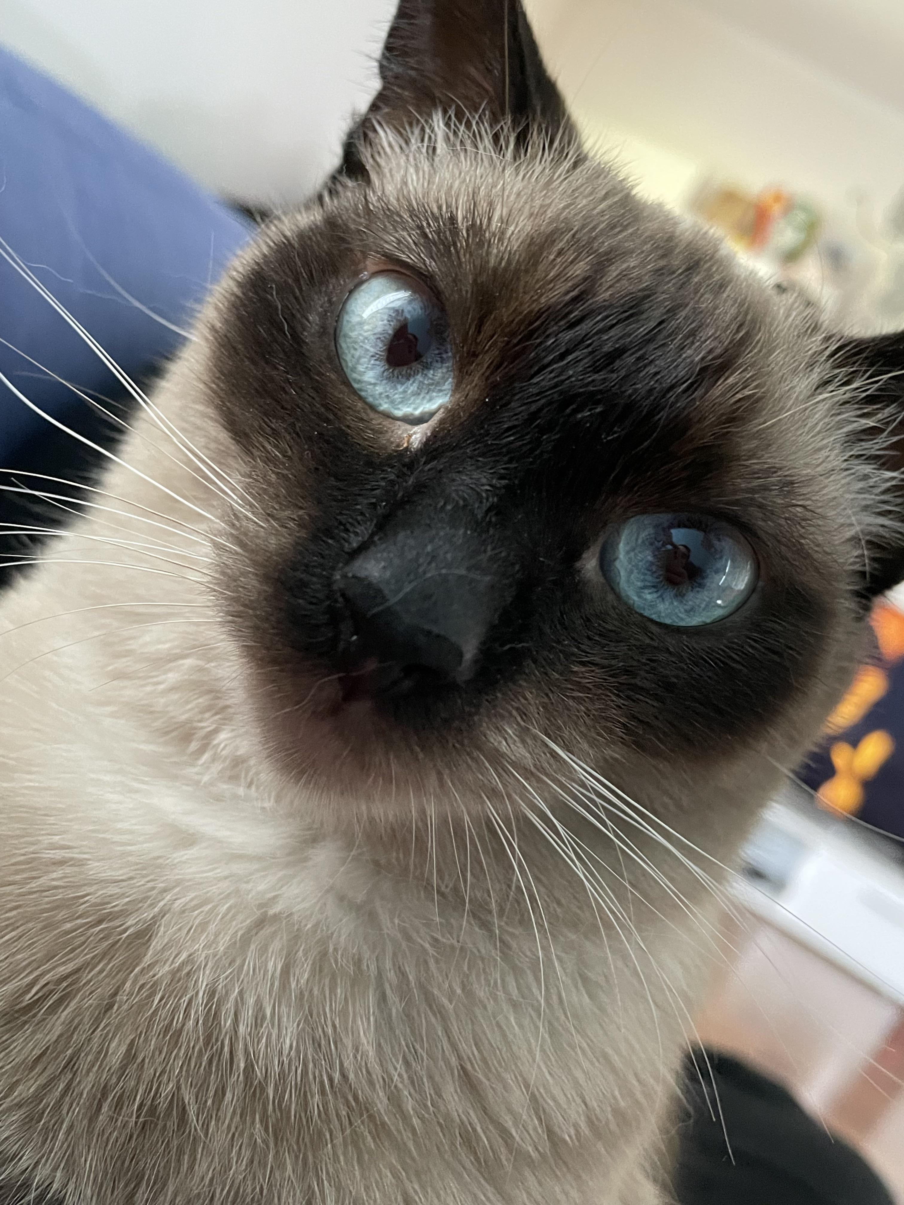 Reddit, meet the not-so-lion, Simba | Scrolller