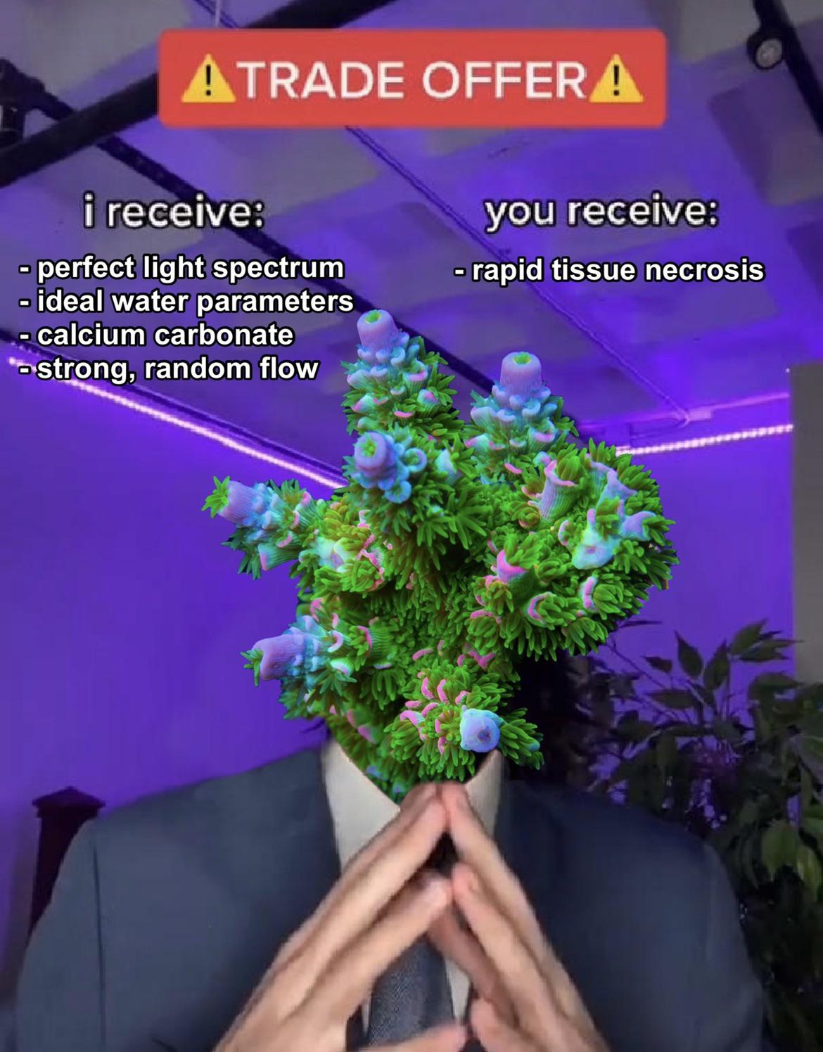 Reefing needs more memes | Scrolller