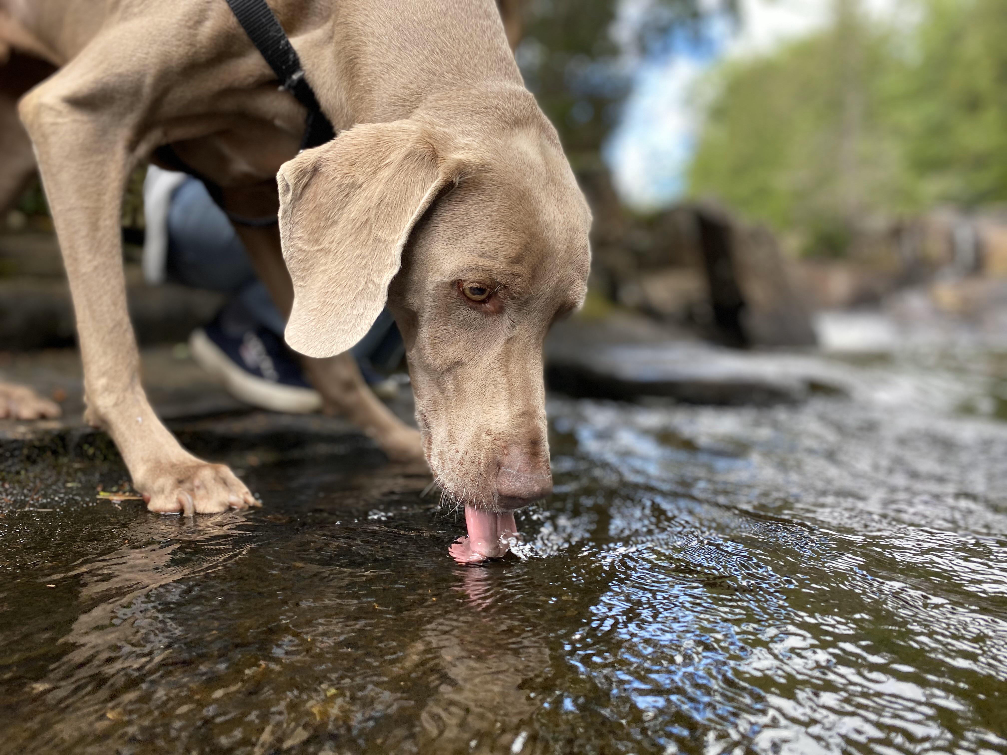 Refreshing mlems | Scrolller