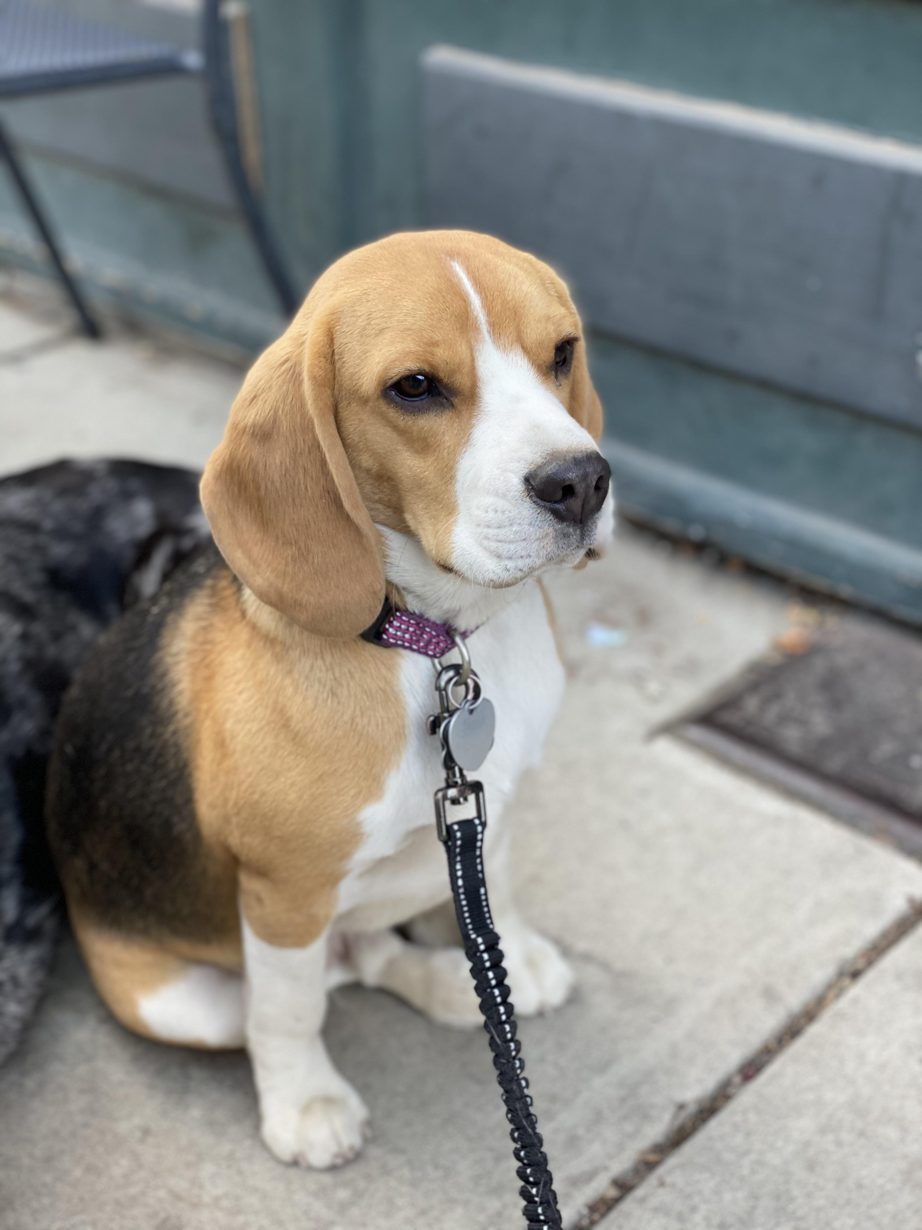 Regal Beagle | Scrolller