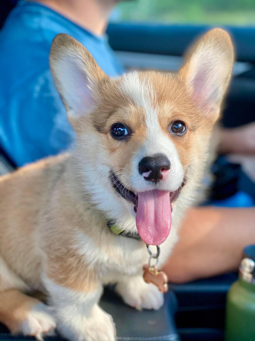 Reggie would like to say hi! | Scrolller