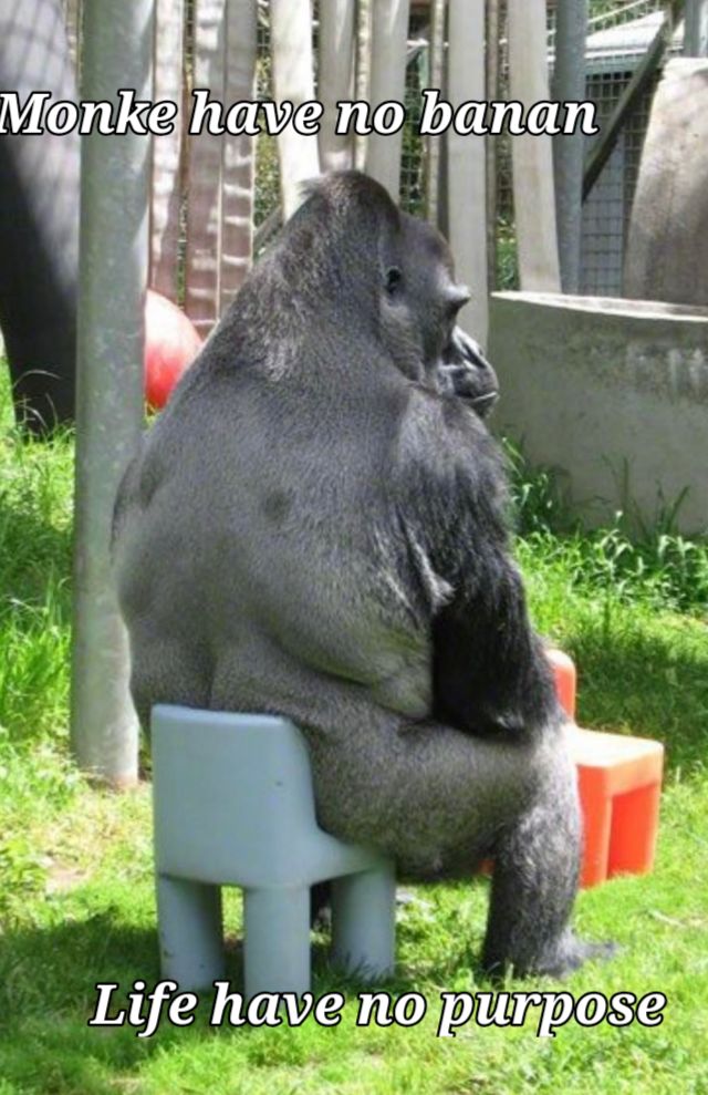 Reject humanity return to monke | Scrolller