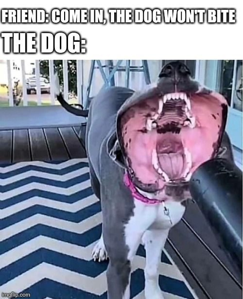 Relax Bro He Don T Bite Scrolller