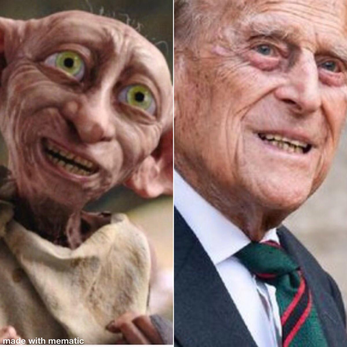 Remember Dobby? This is him now. Feel old yet? | Scrolller