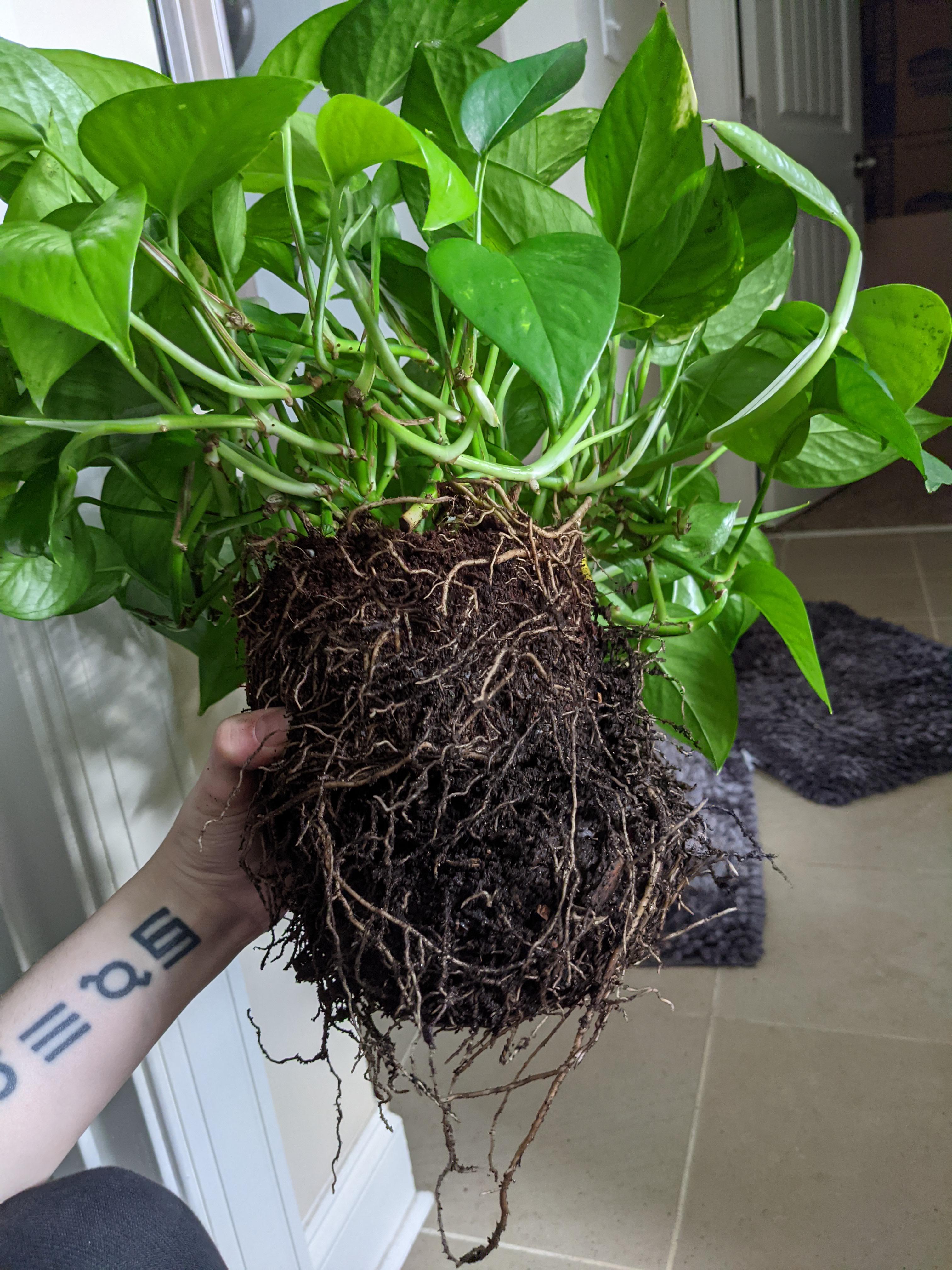 Repotting this super happy pothos! | Scrolller
