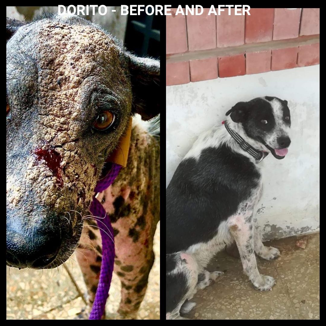 Rescue dog makeover | Scrolller