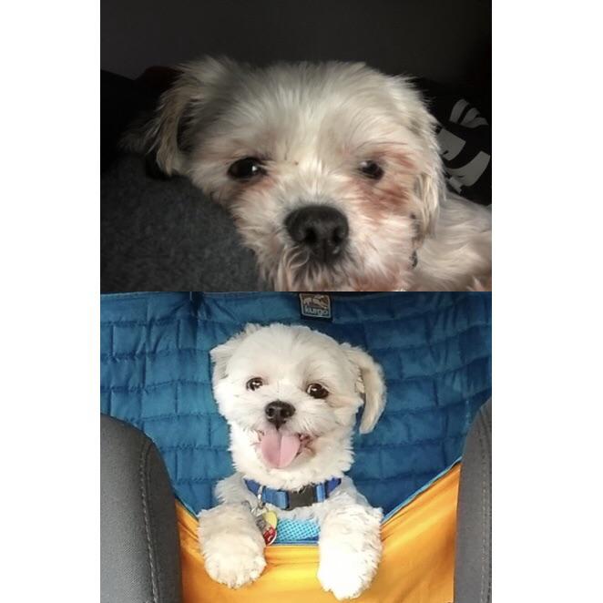 Rescue Pup One Year Later | Scrolller