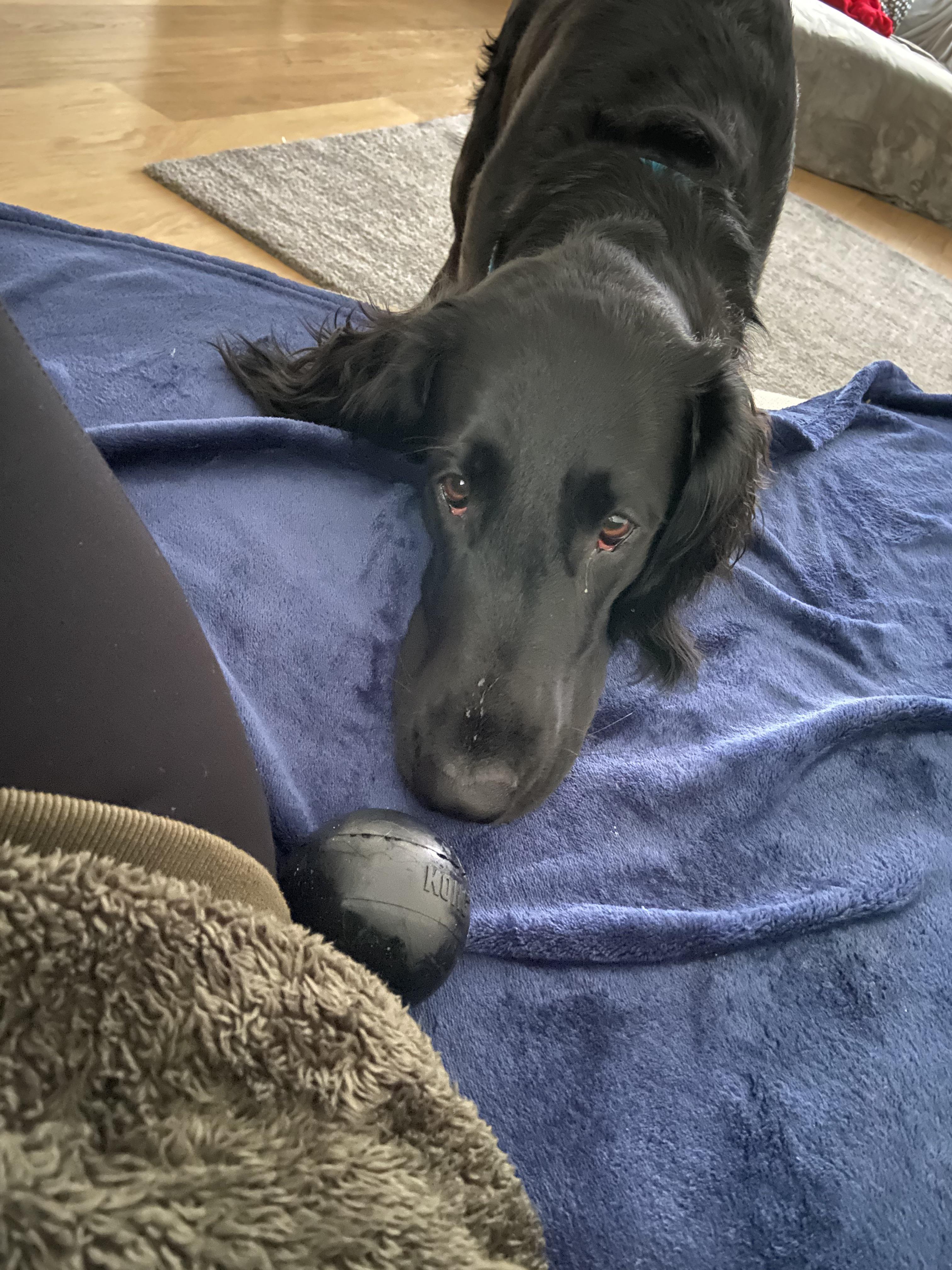 Resistance is futile. Play with me, hooman! | Scrolller