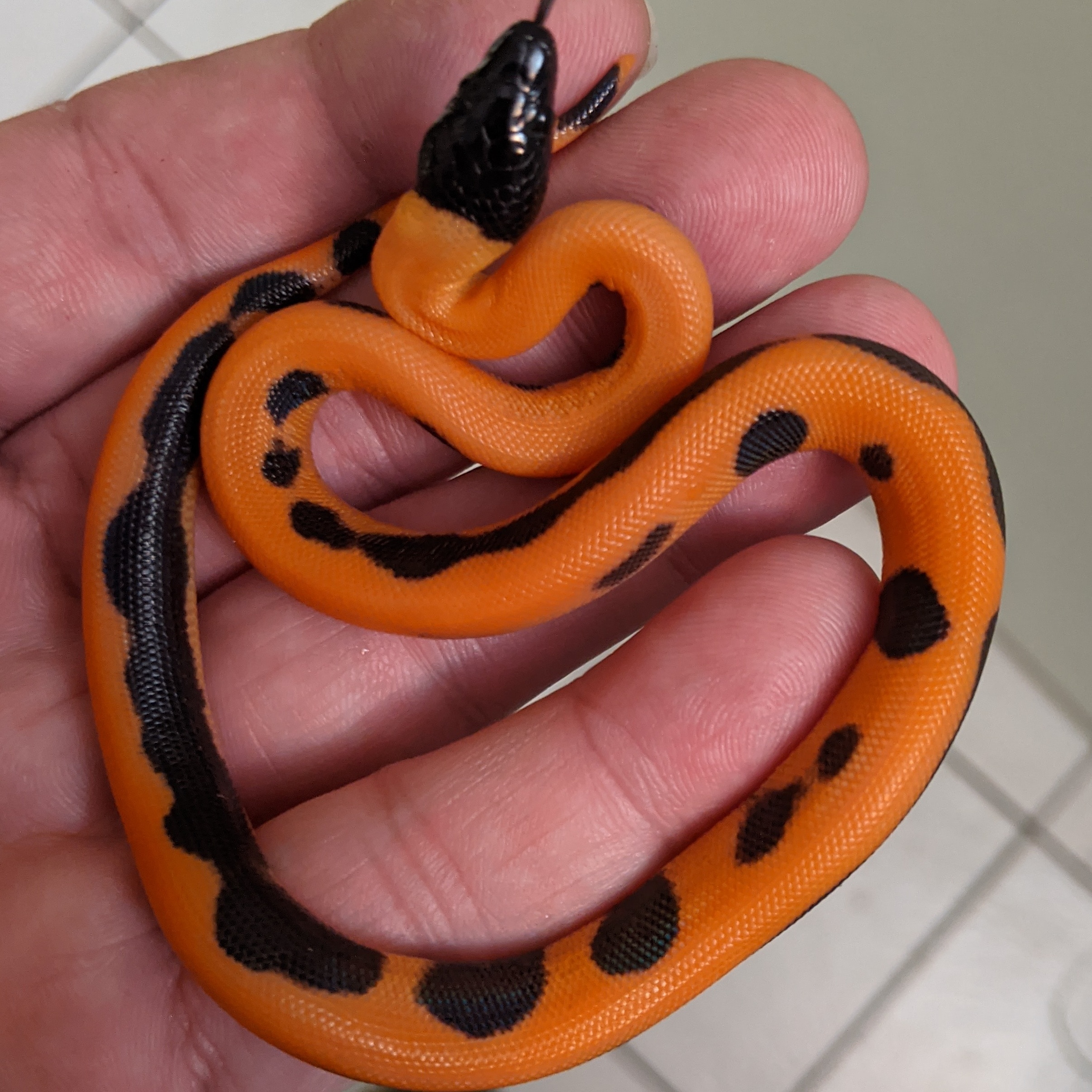 Ring Python produced by Tom Keogan | Scrolller